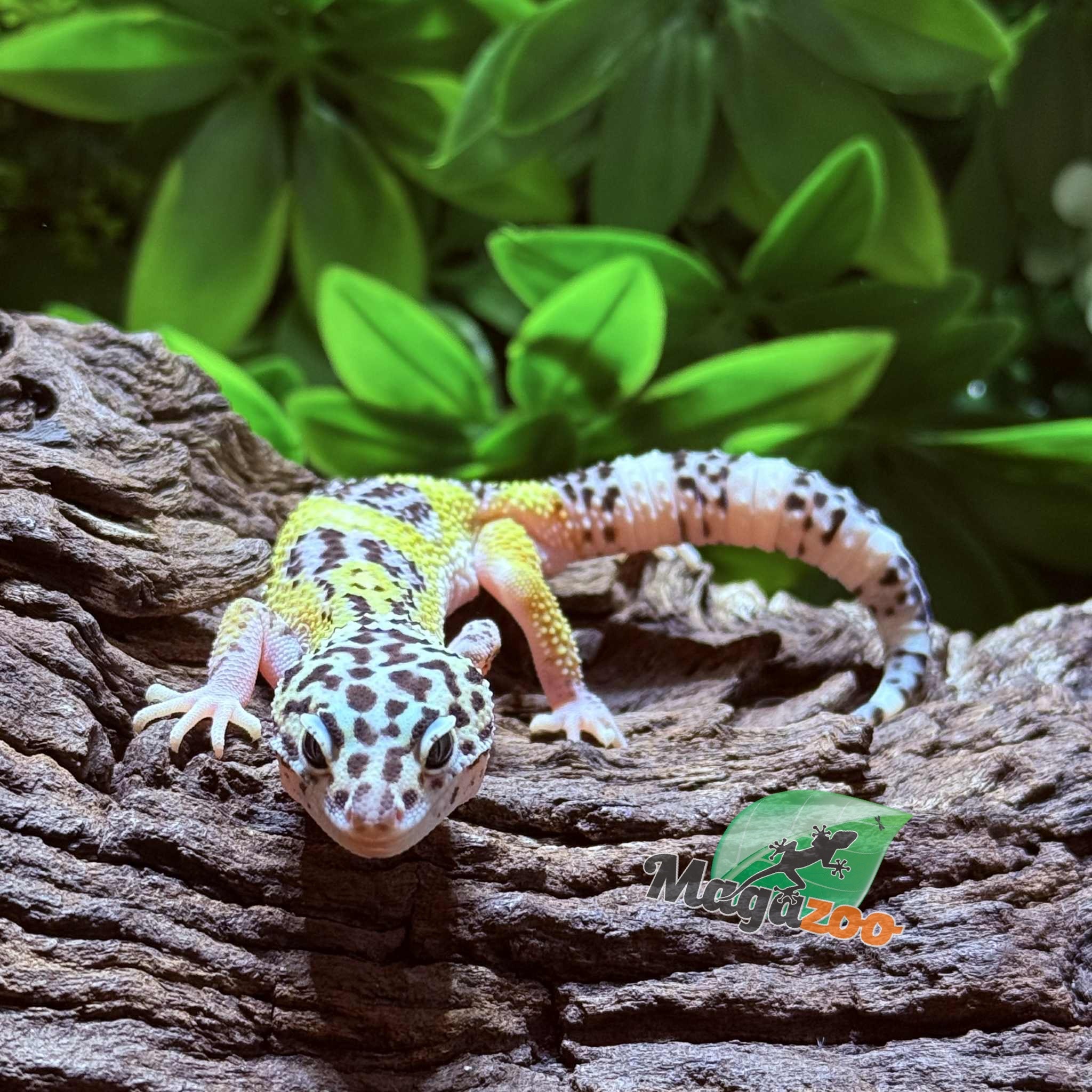 Macksnow Male Leopard gecko 10/31/25 - Magazoo, the Universe of Reptiles