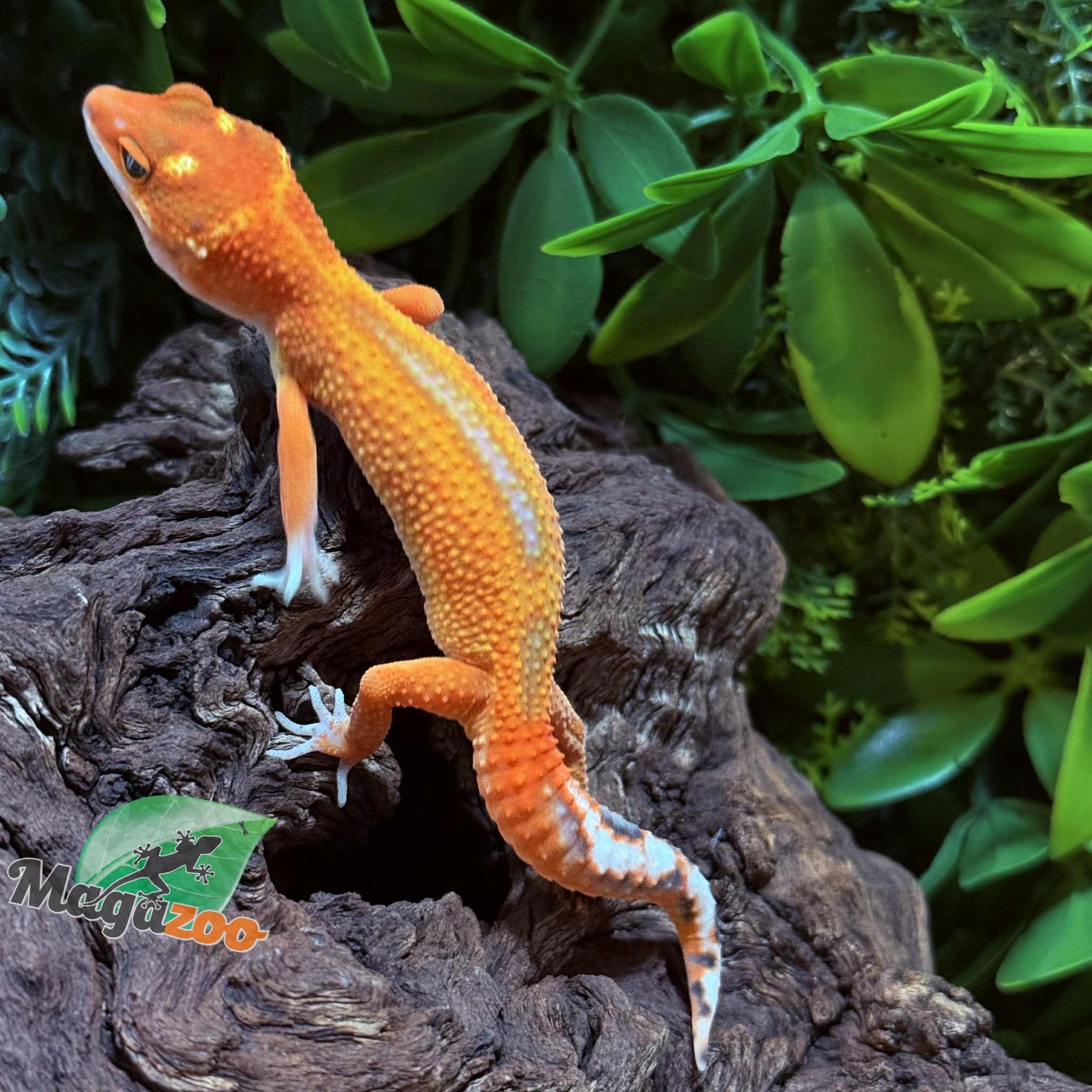 Mandarin Blood Emerine Female Leopard gecko 11/15/25 - Magazoo, the ...