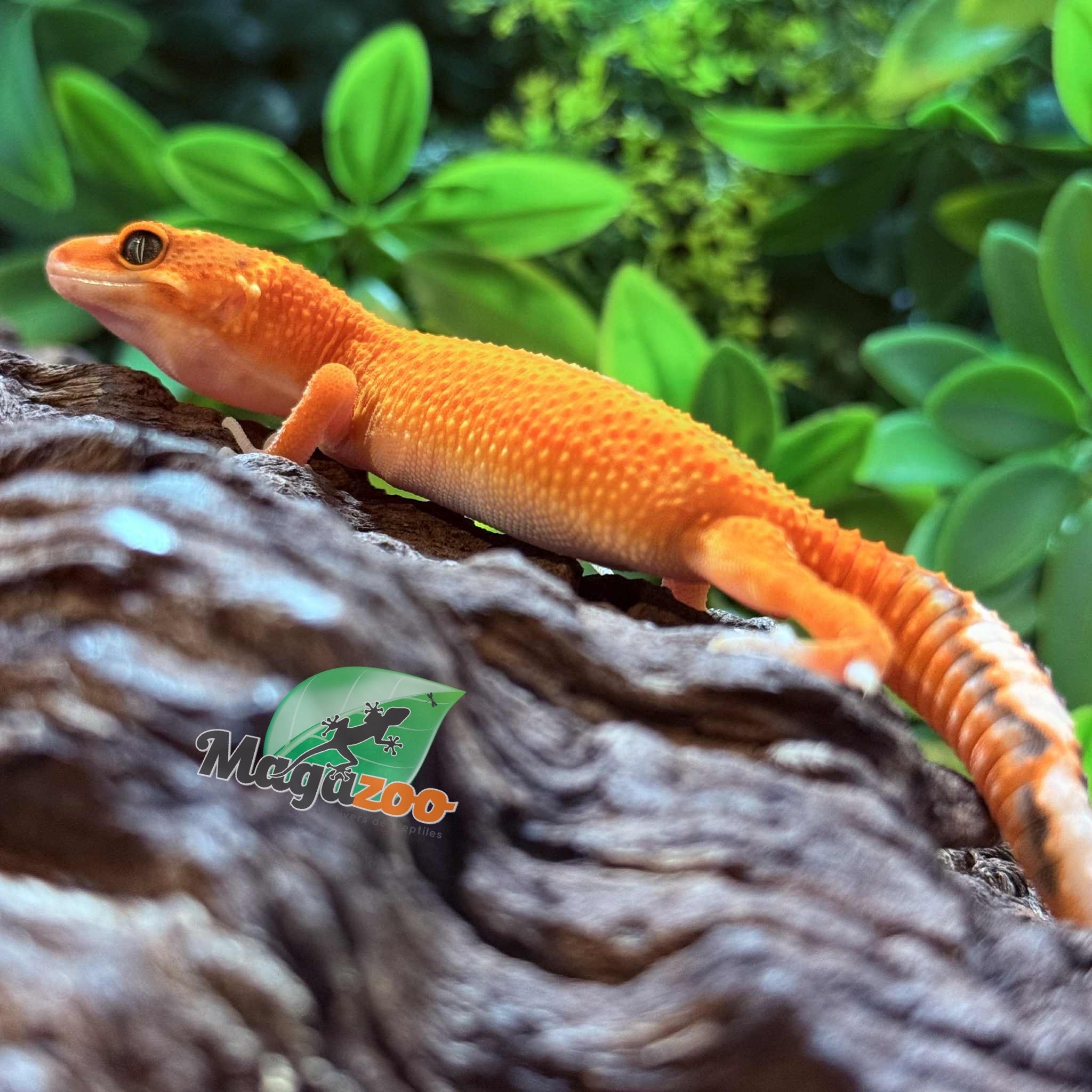 Mandarin Blood Emerine Female Leopard gecko 11/15/25 - Magazoo, the ...