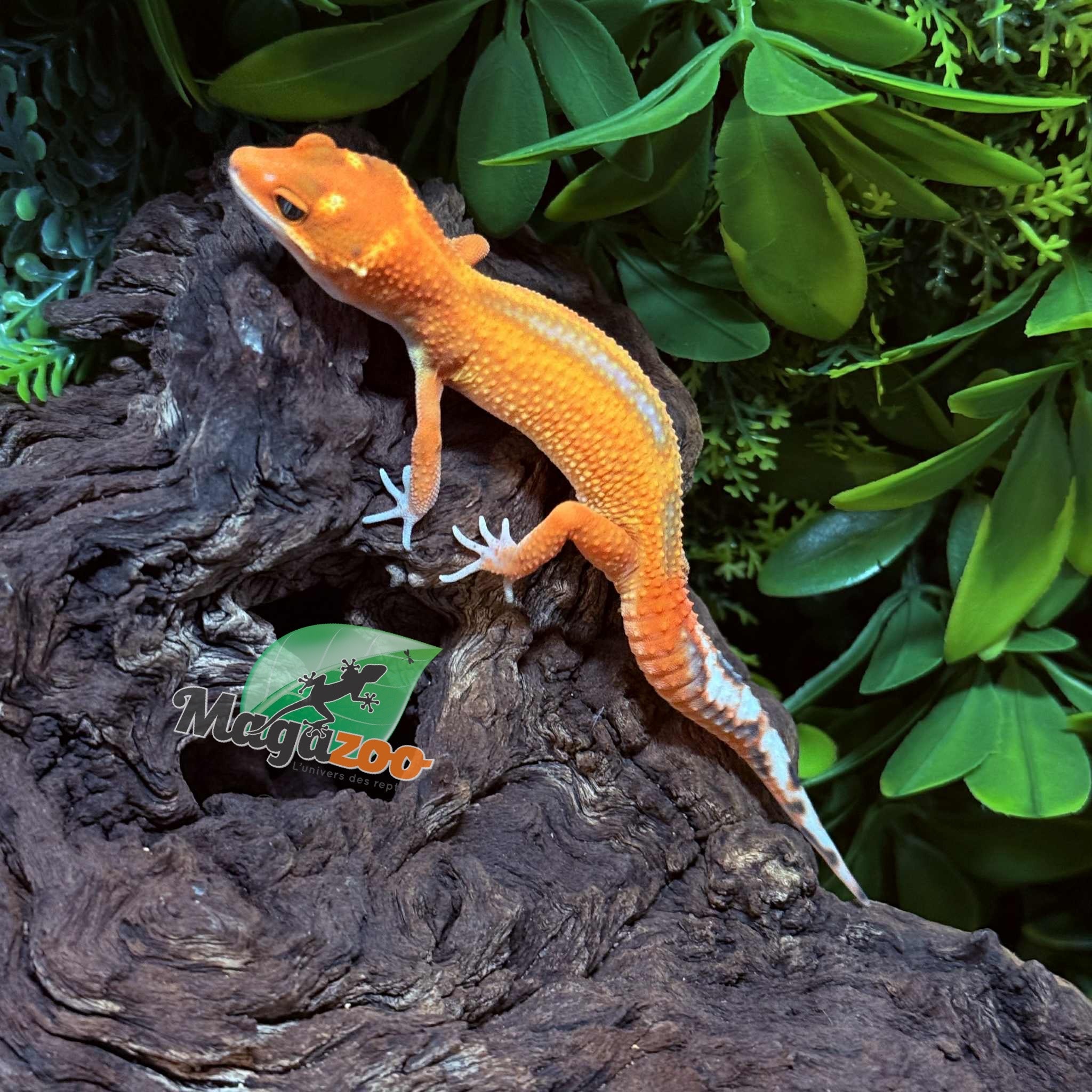 Mandarin Blood Emerine Female Leopard gecko 11/15/25 - Magazoo, the ...
