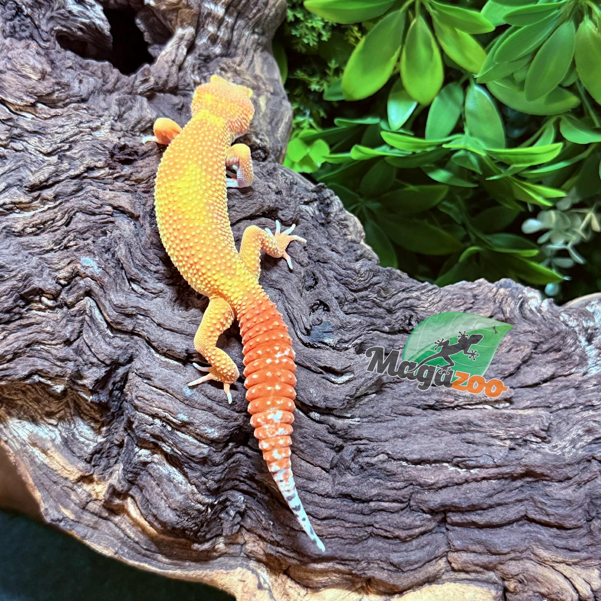 Gecko léopard Super Hypo Tangerine Carrot tail Femelle 29/07/25 ...