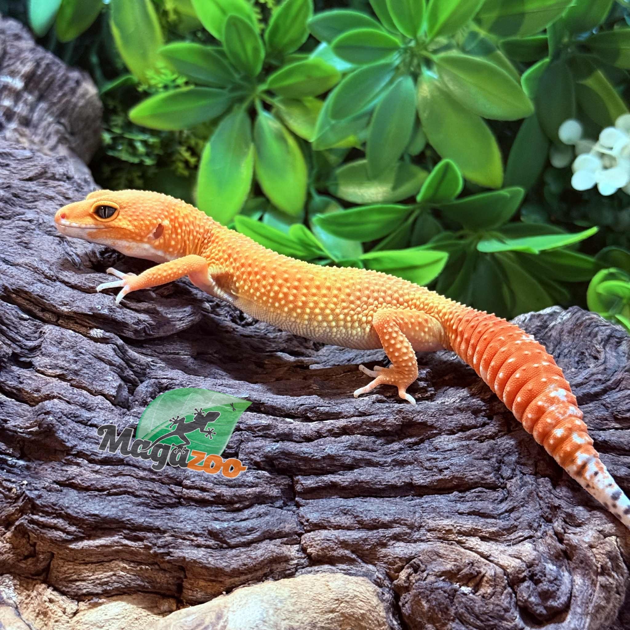Gecko léopard Super Hypo Tangerine Carrot tail Femelle 29/07/25 ...