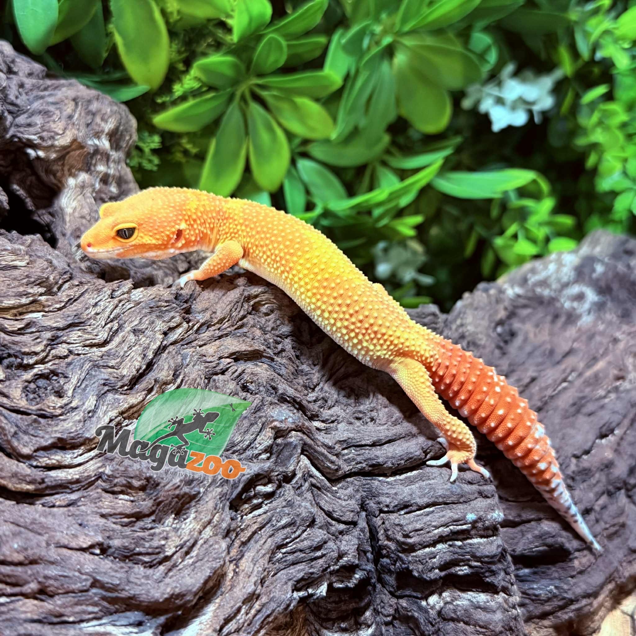 Gecko léopard Super Hypo Tangerine Carrot tail Femelle 29/07/25 ...