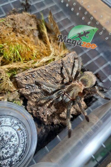 Mygale/Araignée - Magazoo, l'Univers des Reptiles