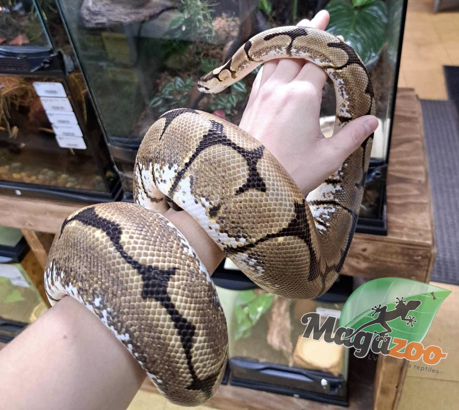 Python royal Spider Femelle / Adoption 2ième chance - Magazoo, l ...