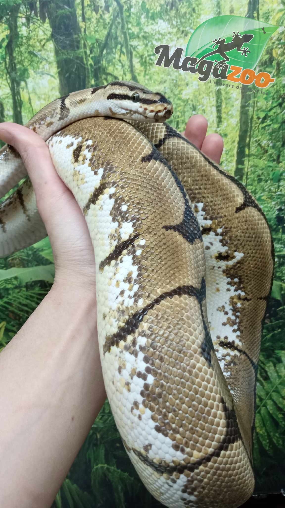 Python royal Spider Femelle / Adoption 2ième chance - Magazoo, l ...