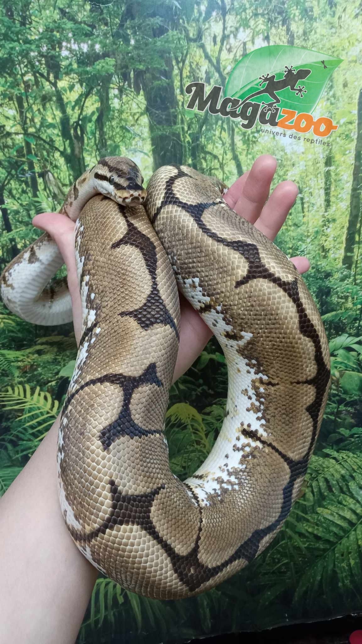 Python royal Spider Femelle / Adoption 2ième chance - Magazoo, l ...