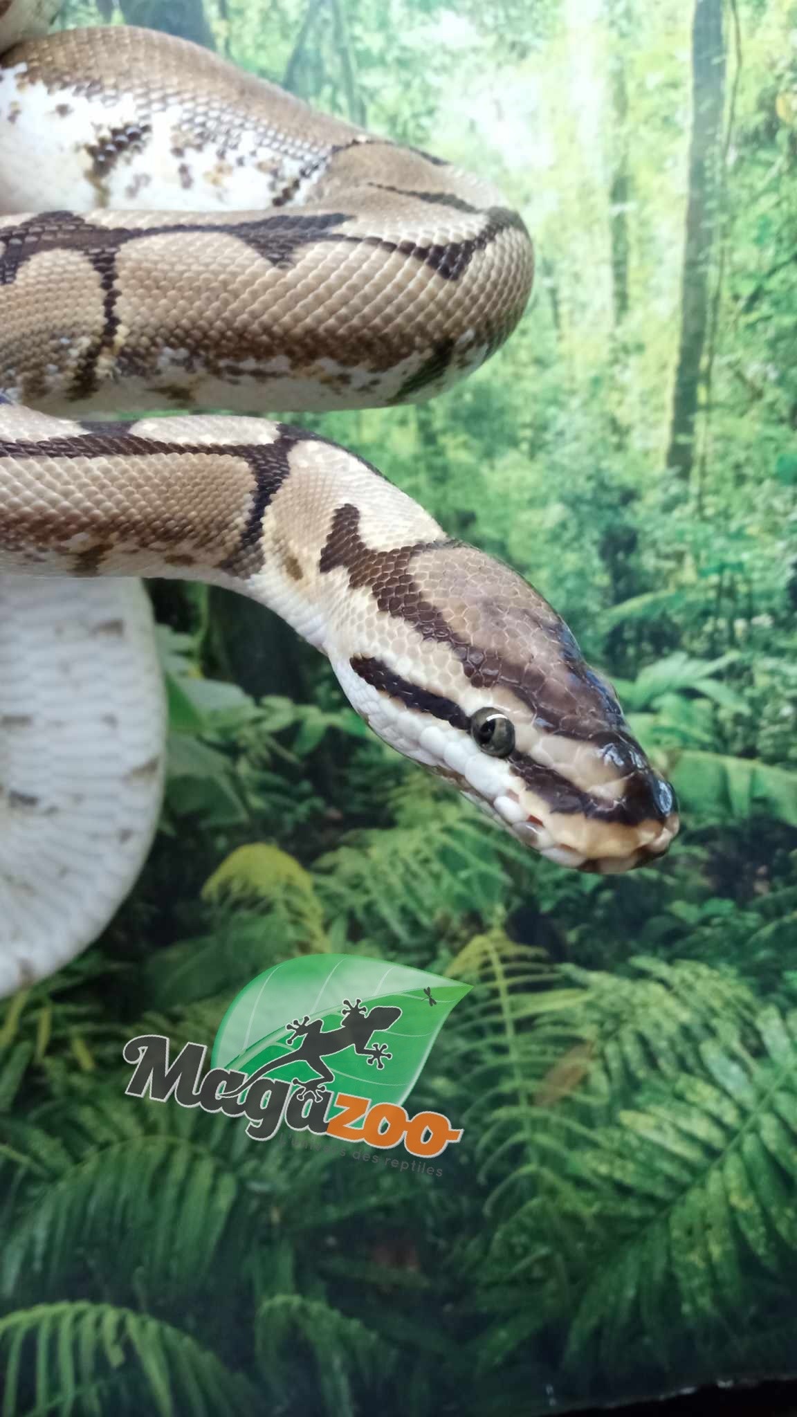 Python royal Spider Femelle / Adoption 2ième chance - Magazoo, l ...