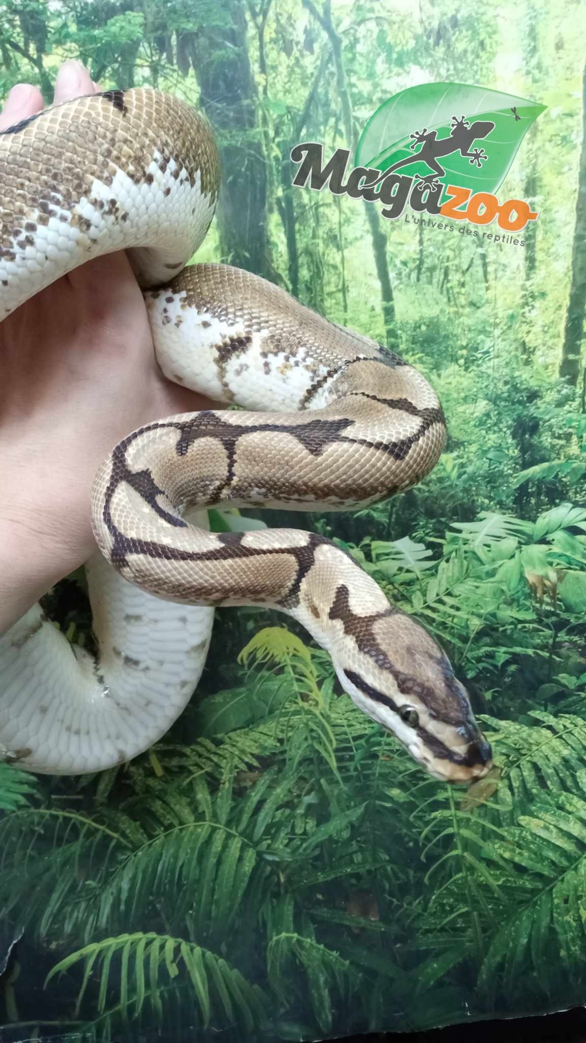 Python royal Spider Femelle / Adoption 2ième chance - Magazoo, l ...