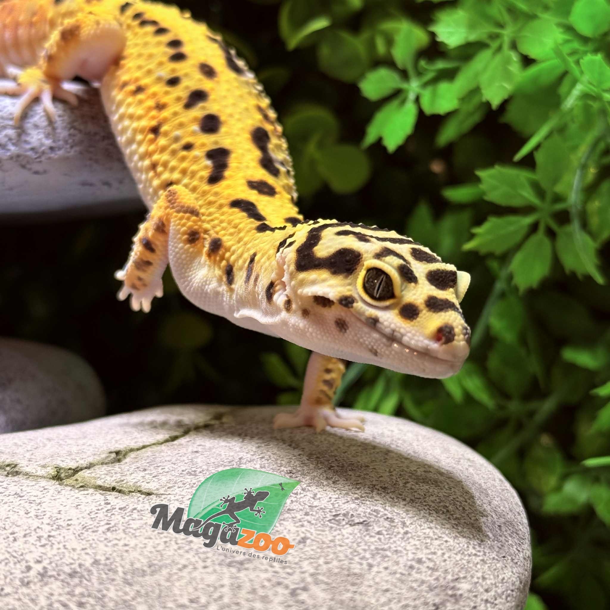 Gecko léopard Bold Bandit Mâle 9/7/25 - Magazoo, l'Univers des Reptiles