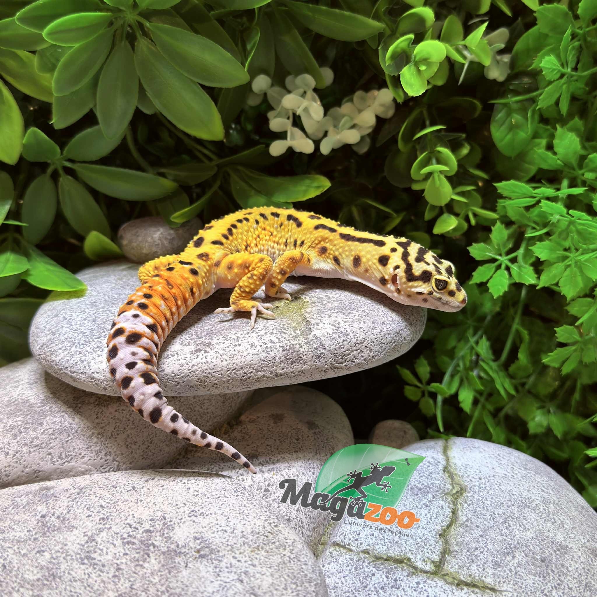Gecko léopard Bold Bandit Mâle 9/7/25 - Magazoo, l'Univers des Reptiles