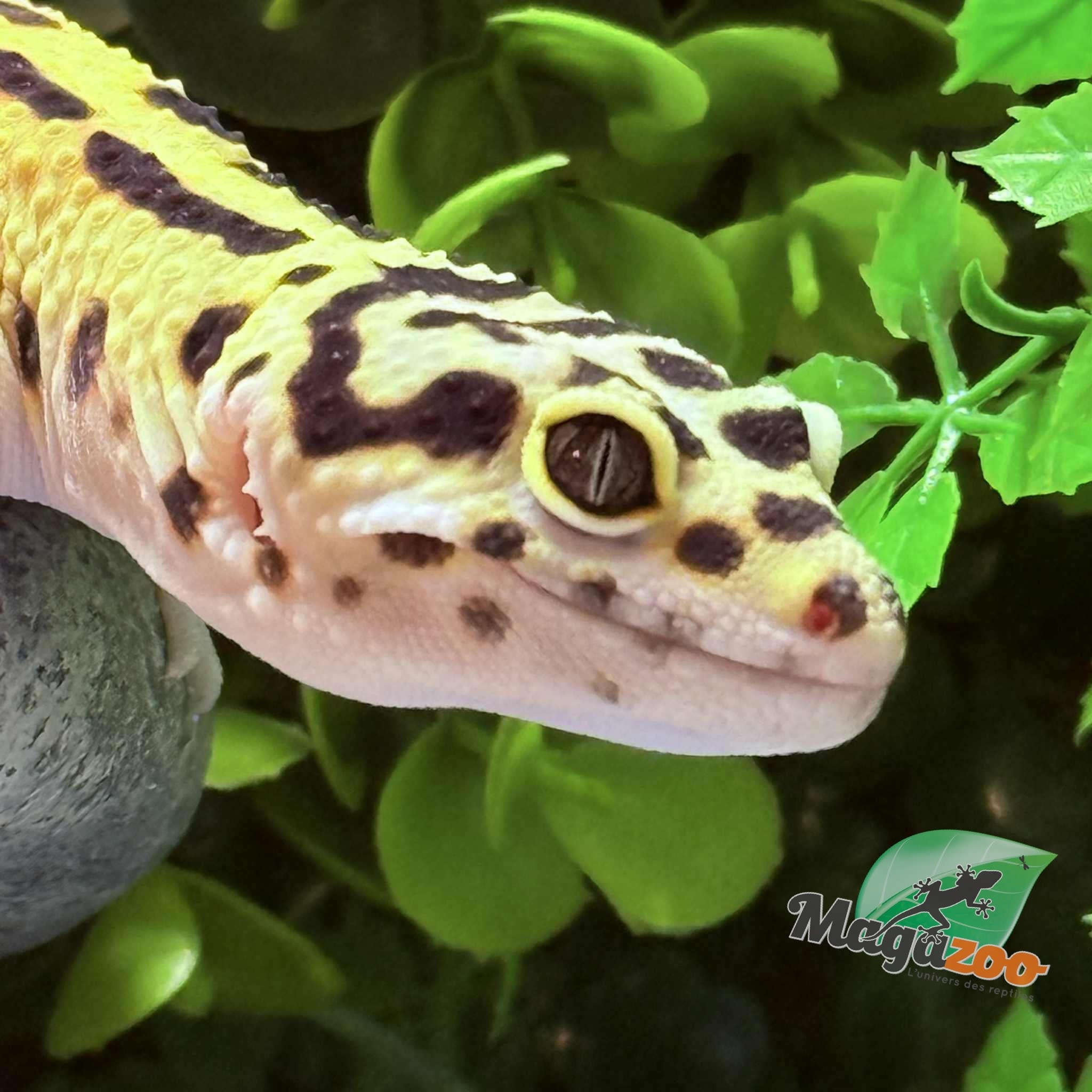 Gecko léopard Bold Bandit Mâle 9/7/25 - Magazoo, l'Univers des Reptiles