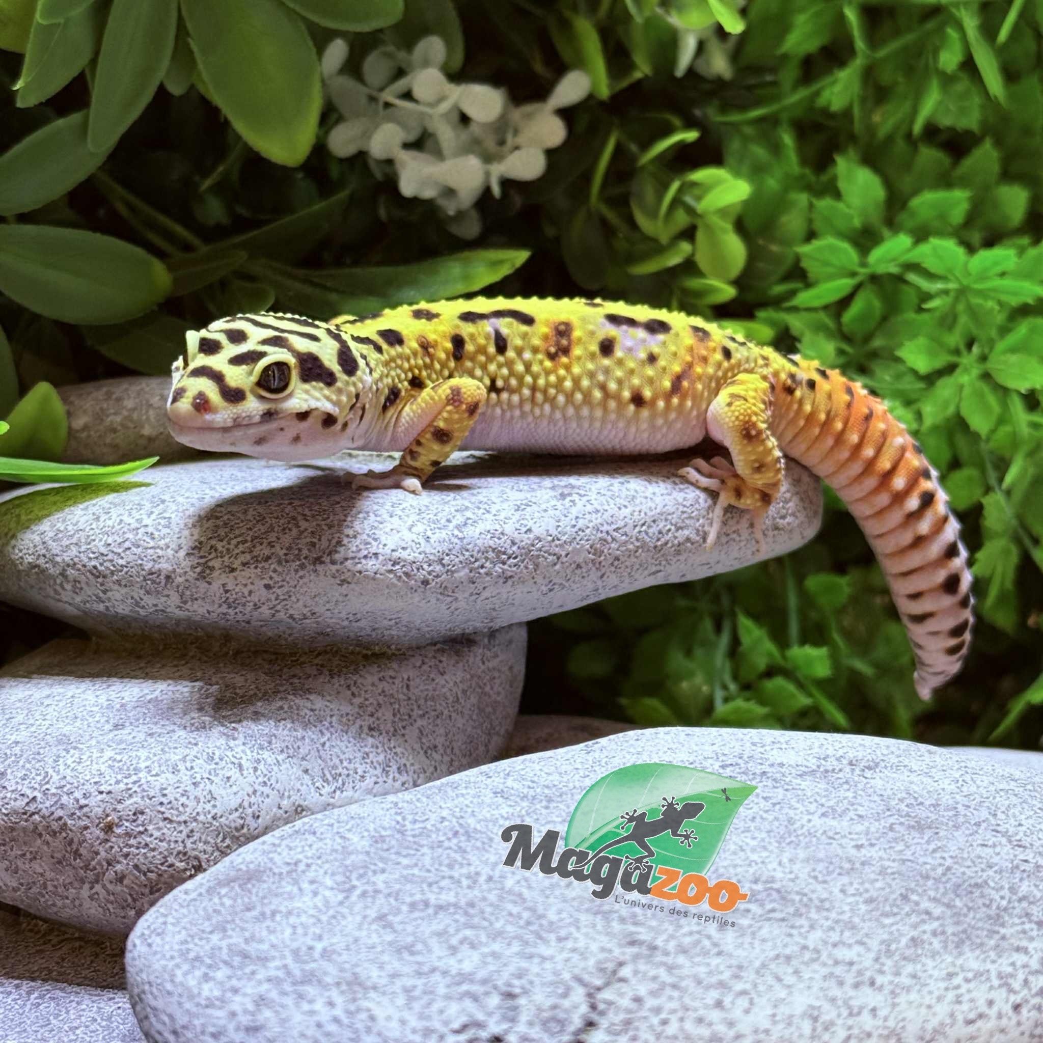 Gecko léopard Bold Bandit Mâle 9/7/25 - Magazoo, l'Univers des Reptiles