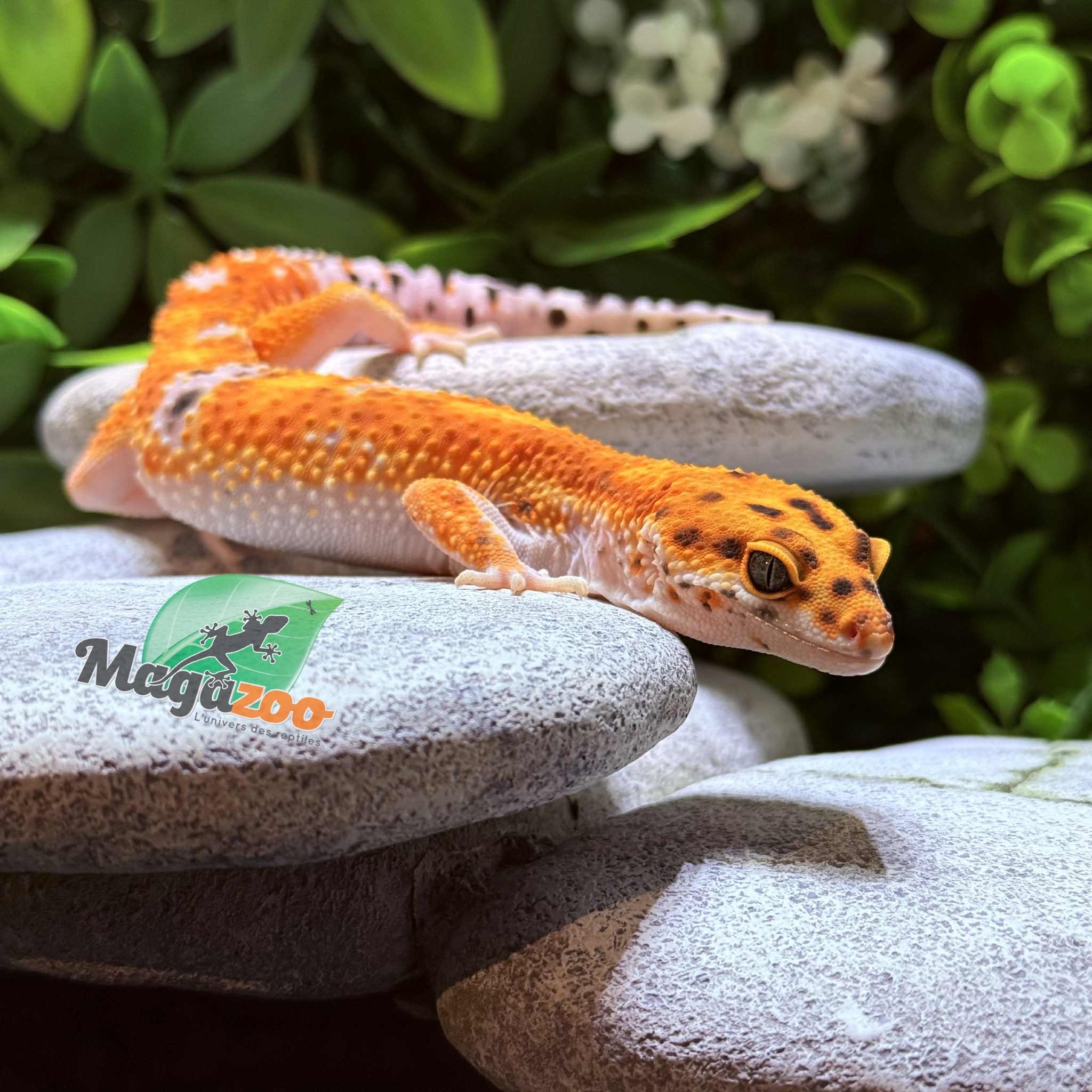 Gecko léopard Tangerine Electric femelle 22/4/25 - Magazoo, l'Univers ...
