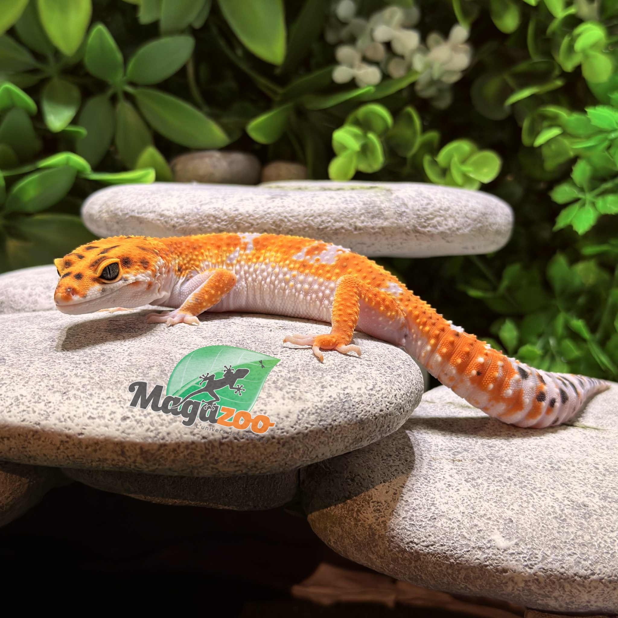 Gecko léopard Tangerine Electric femelle 22/4/25 - Magazoo, l'Univers ...
