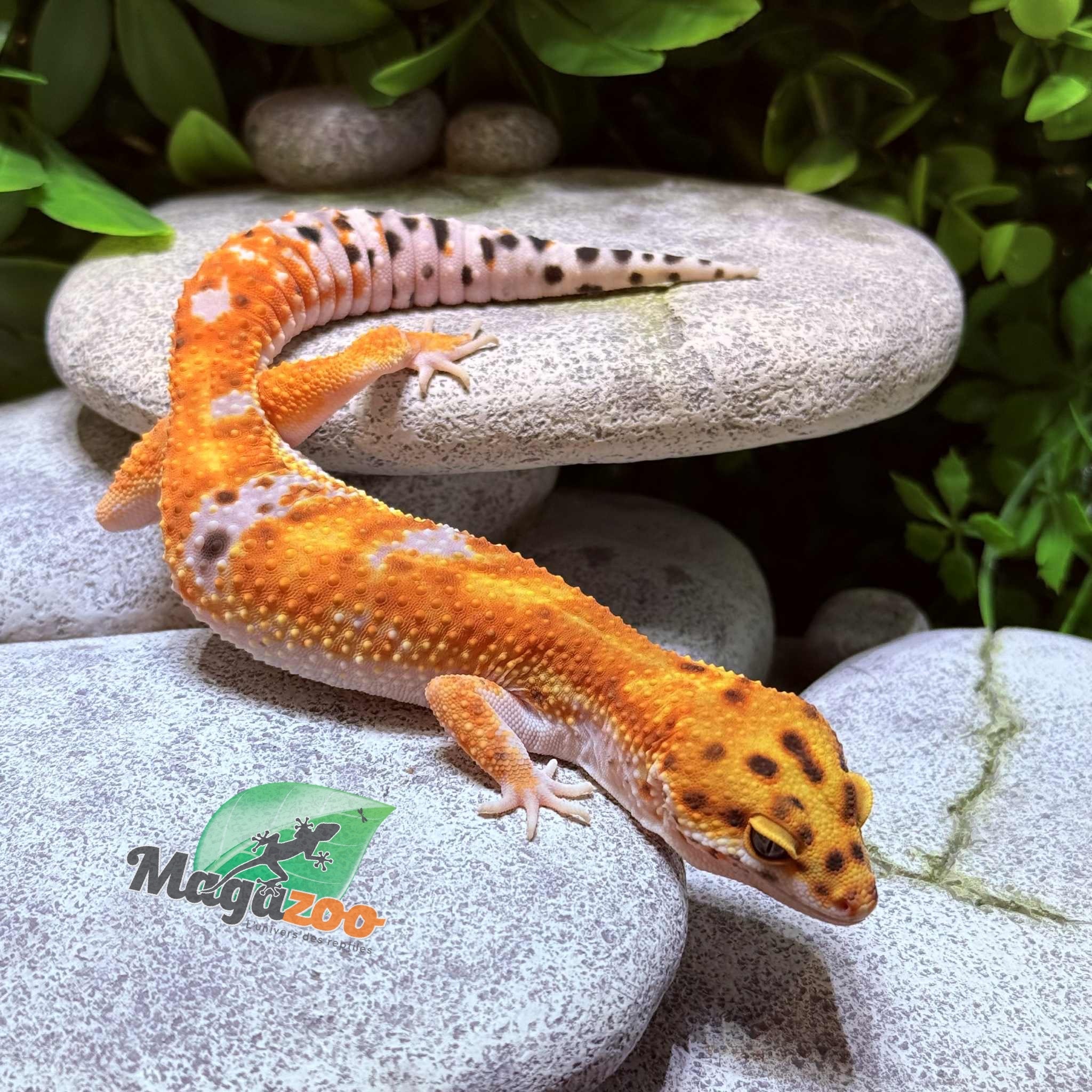 Gecko léopard Tangerine Electric femelle 22/4/25 - Magazoo, l'Univers ...