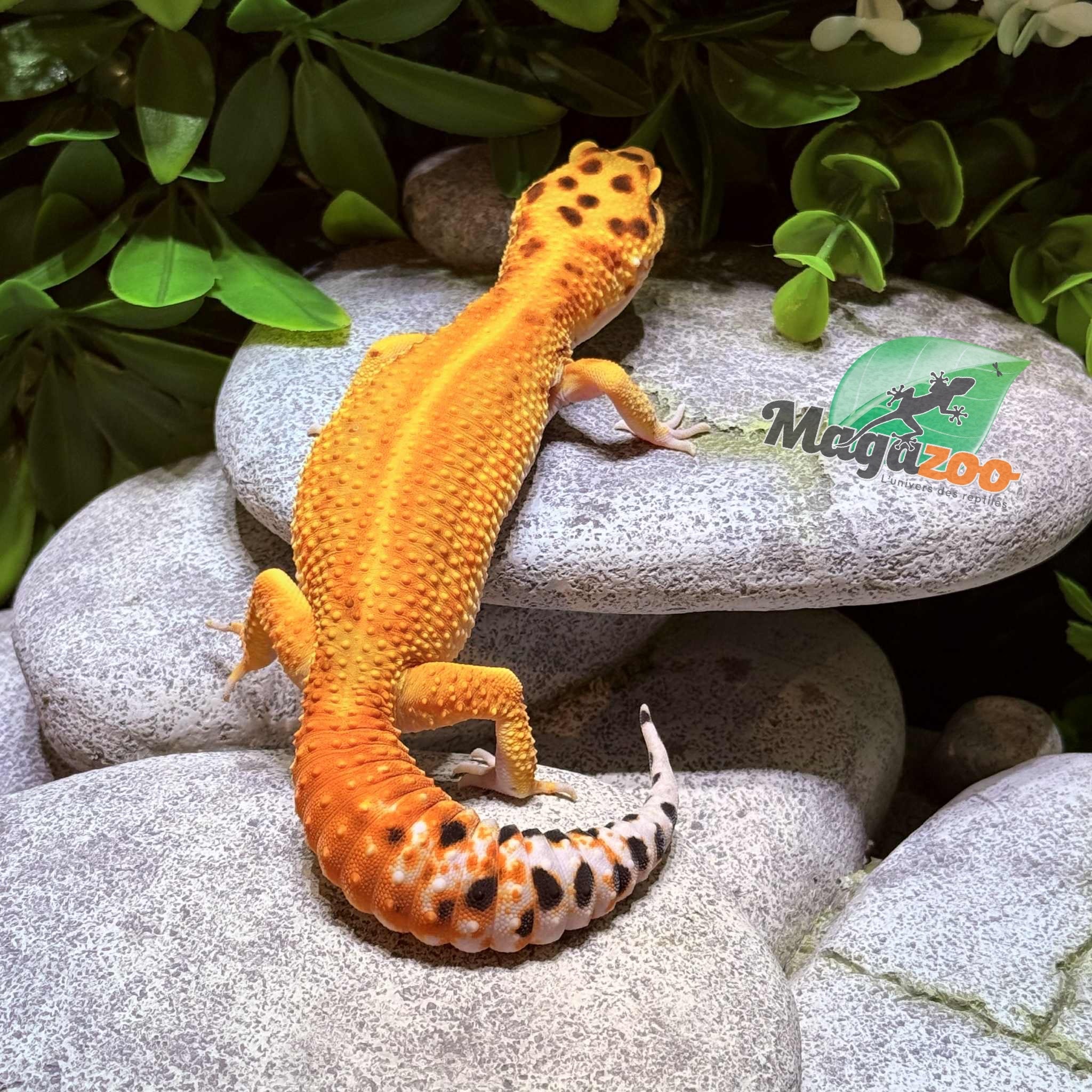 Gecko léopard Firebold femelle 7/4/25 - Magazoo, l'Univers des Reptiles
