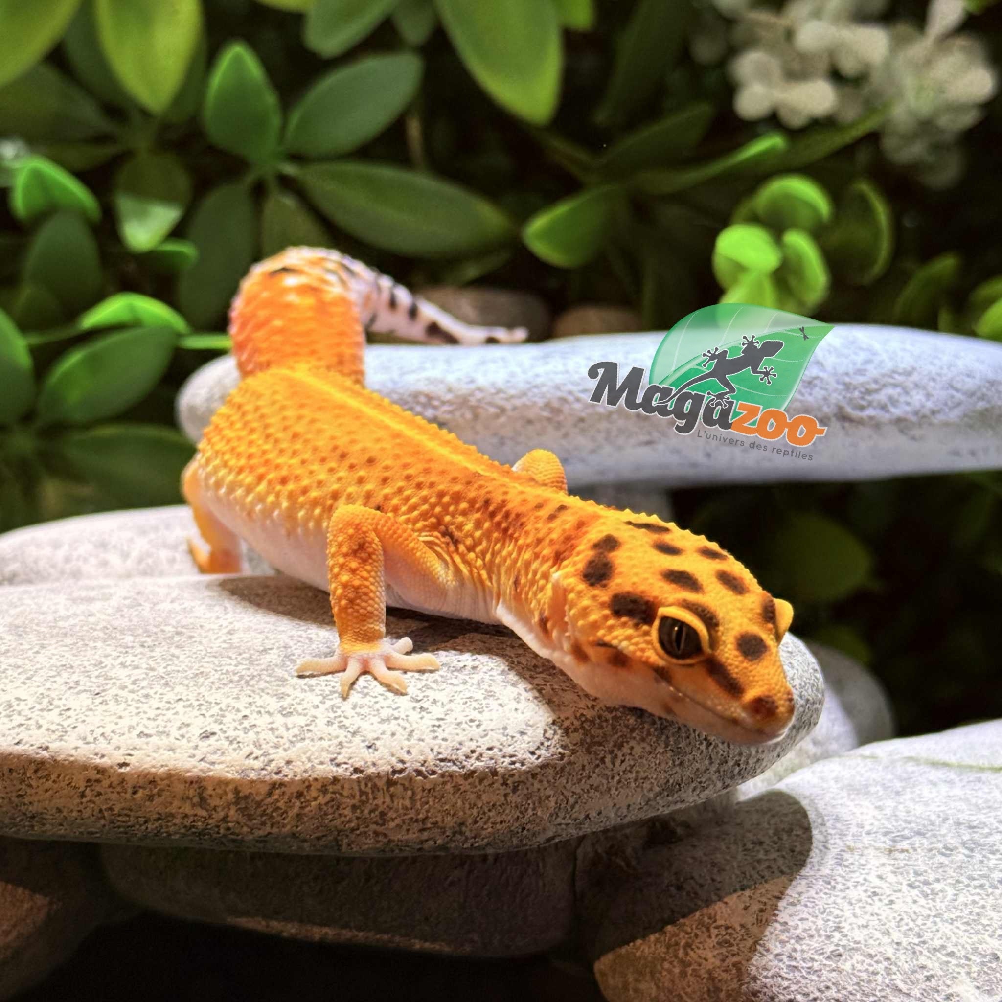 Gecko léopard Firebold femelle 7/4/25 - Magazoo, l'Univers des Reptiles