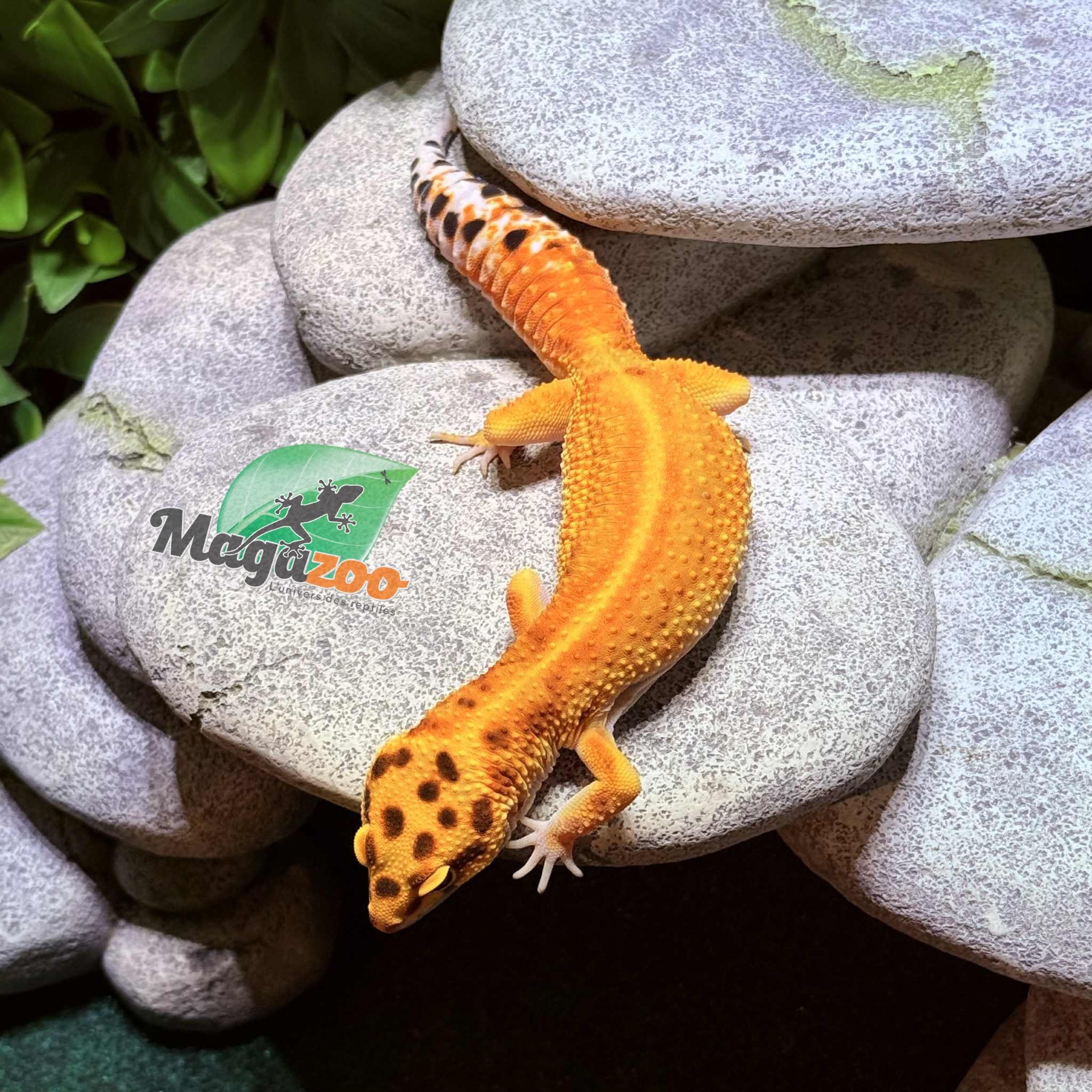 Gecko léopard Firebold femelle 7/4/25 - Magazoo, l'Univers des Reptiles