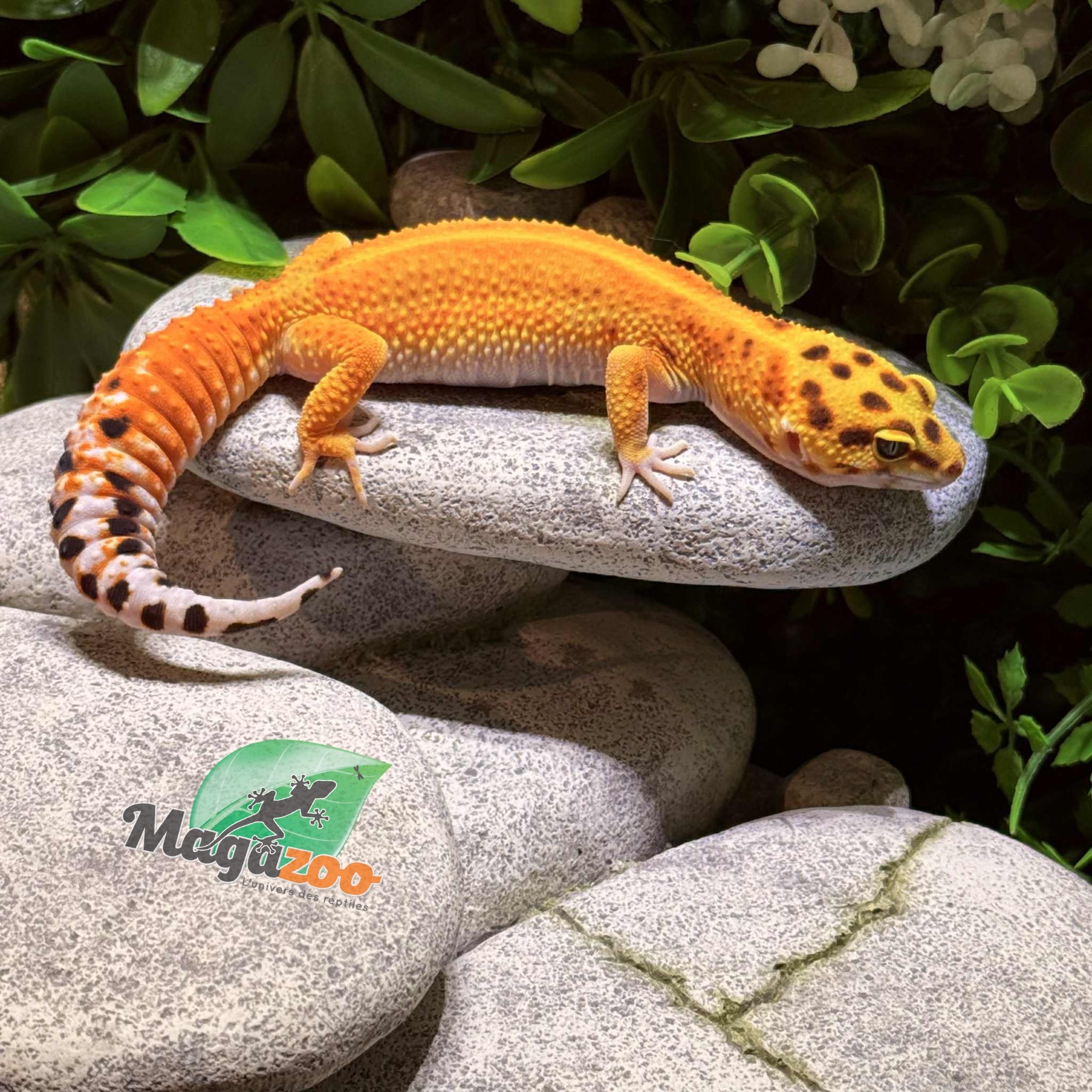 Gecko léopard Firebold femelle 7/4/25 - Magazoo, l'Univers des Reptiles