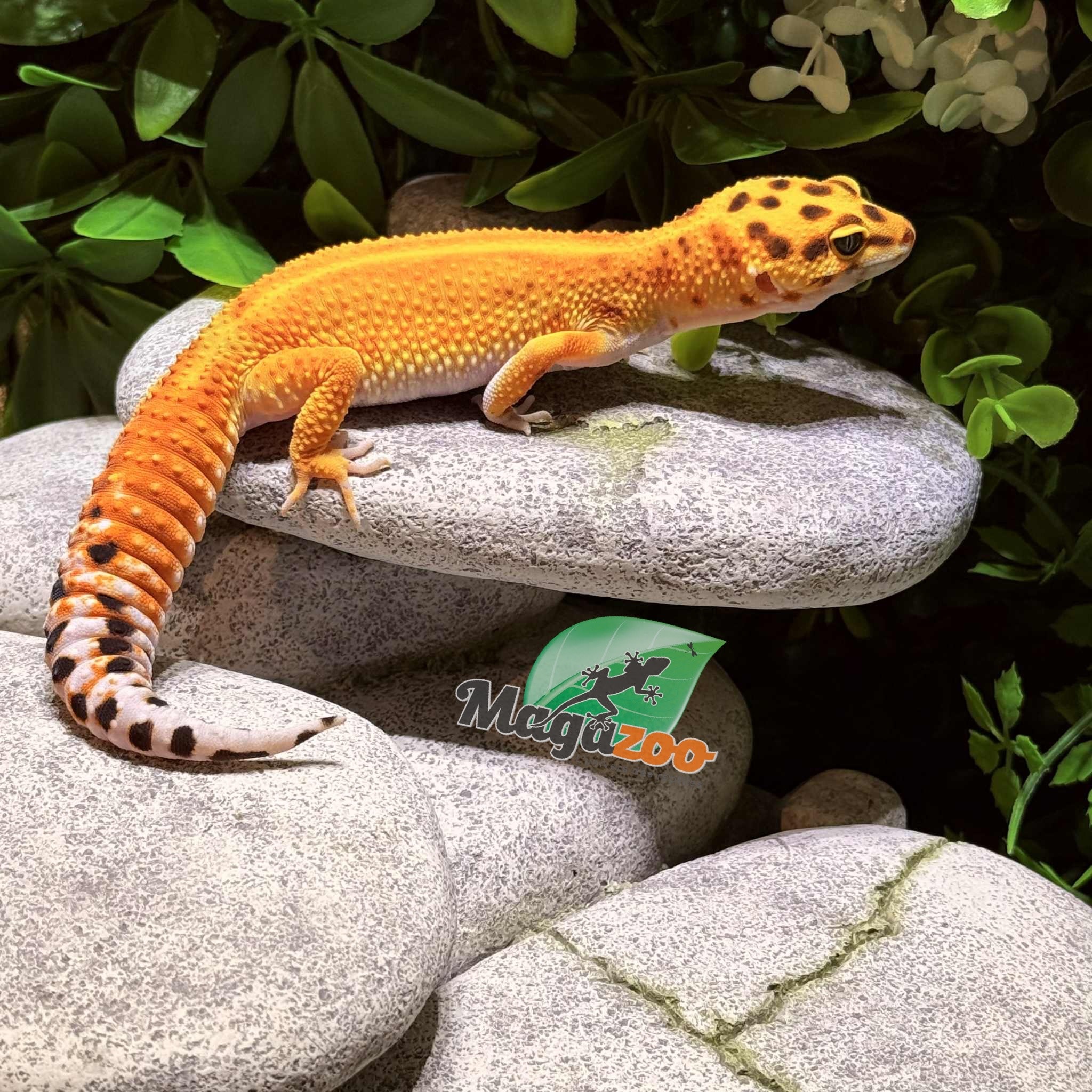 Gecko léopard Firebold femelle 7/4/25 - Magazoo, l'Univers des Reptiles