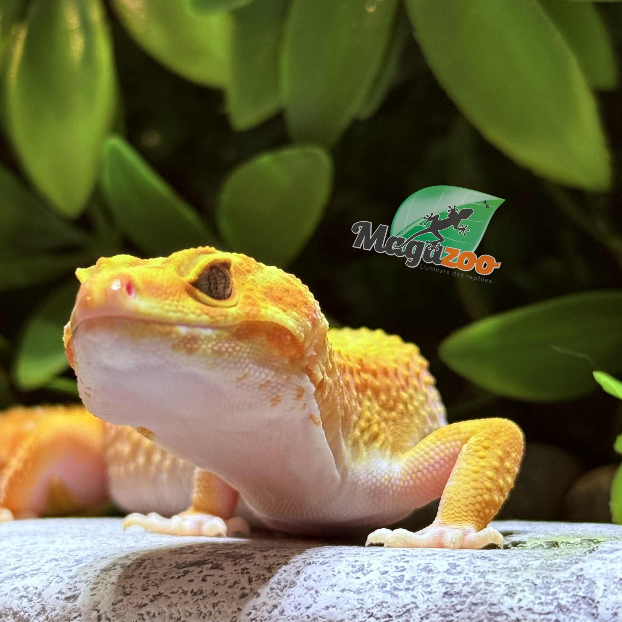 Gecko léopard Albino patternless tremper orange (A.P.T.O.R. ) femelle ...