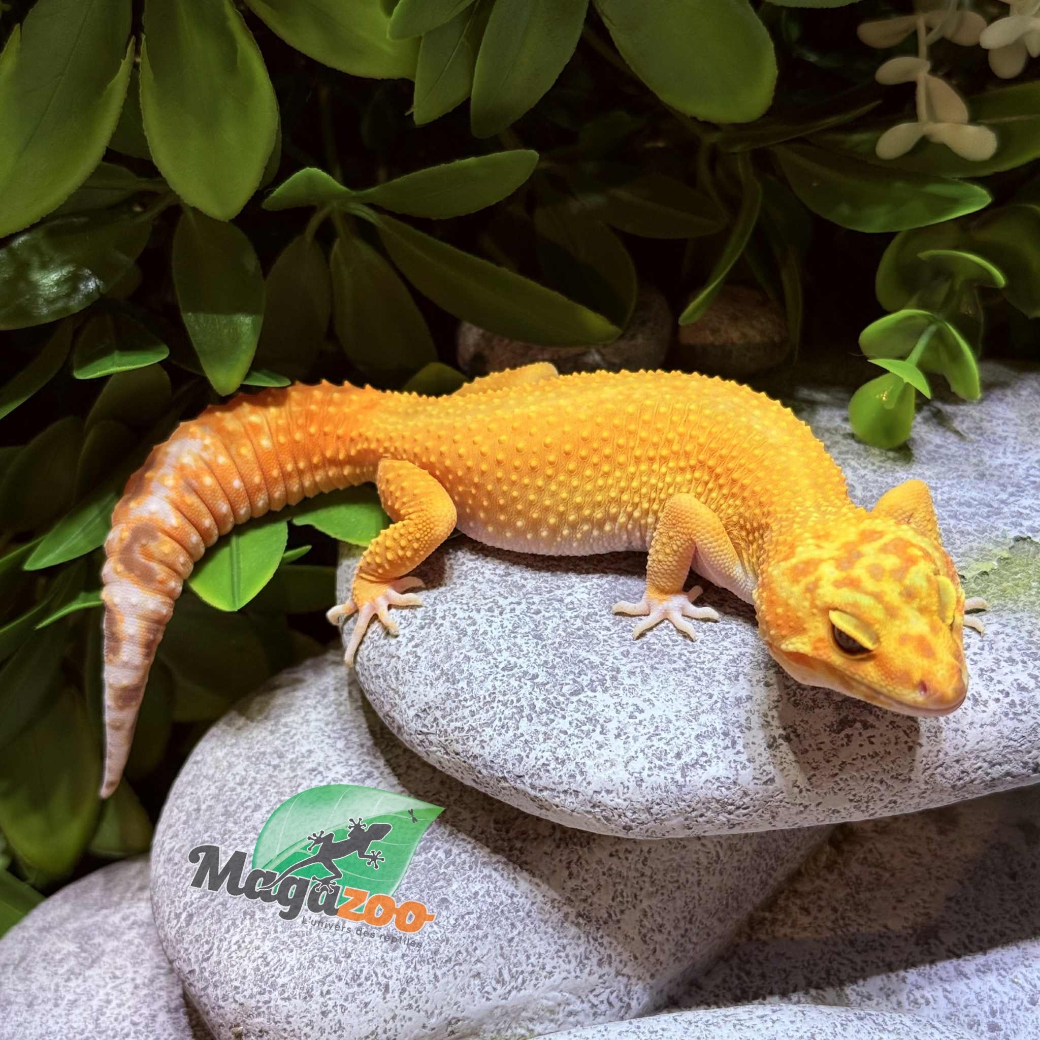 Gecko léopard Albino patternless tremper orange (A.P.T.O.R. ) femelle ...