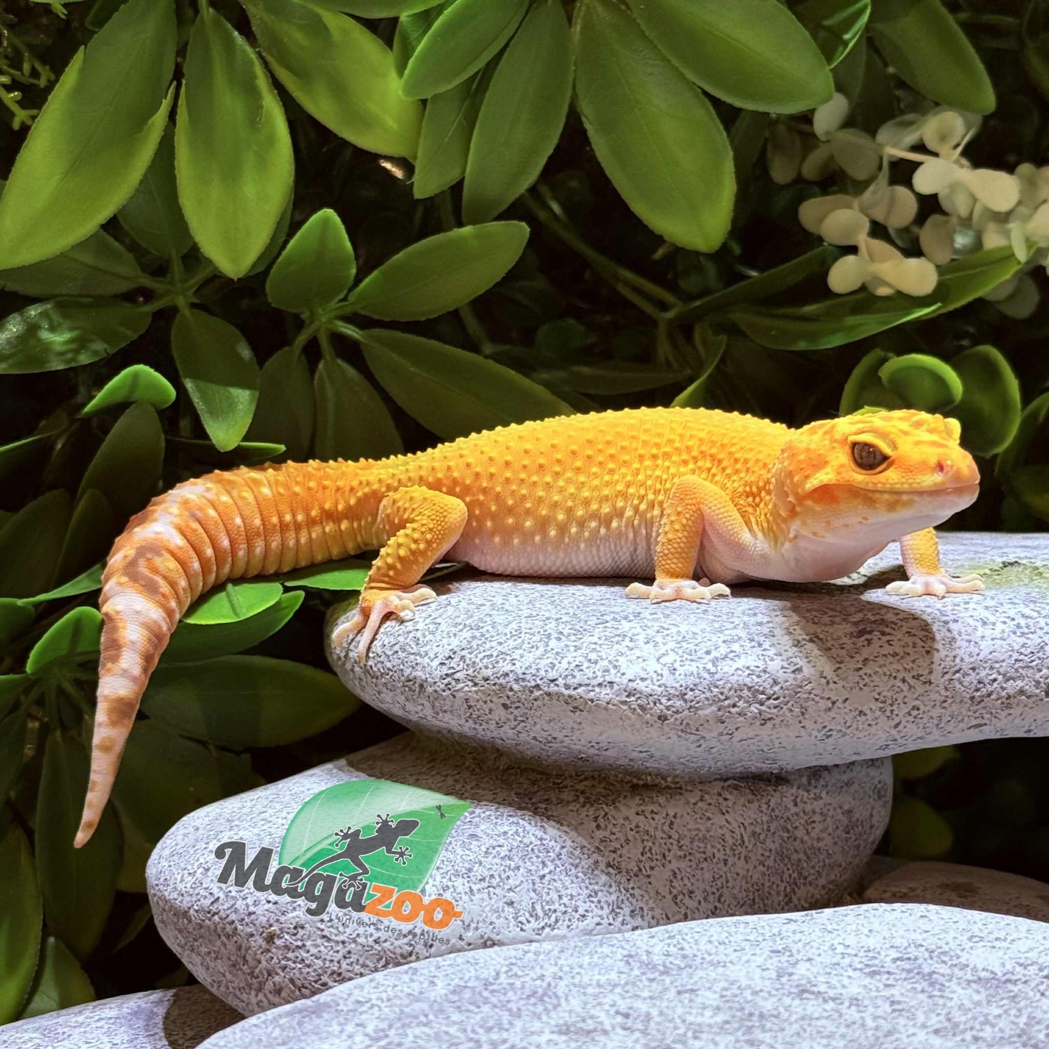 Gecko léopard Albino patternless tremper orange (A.P.T.O.R. ) femelle ...