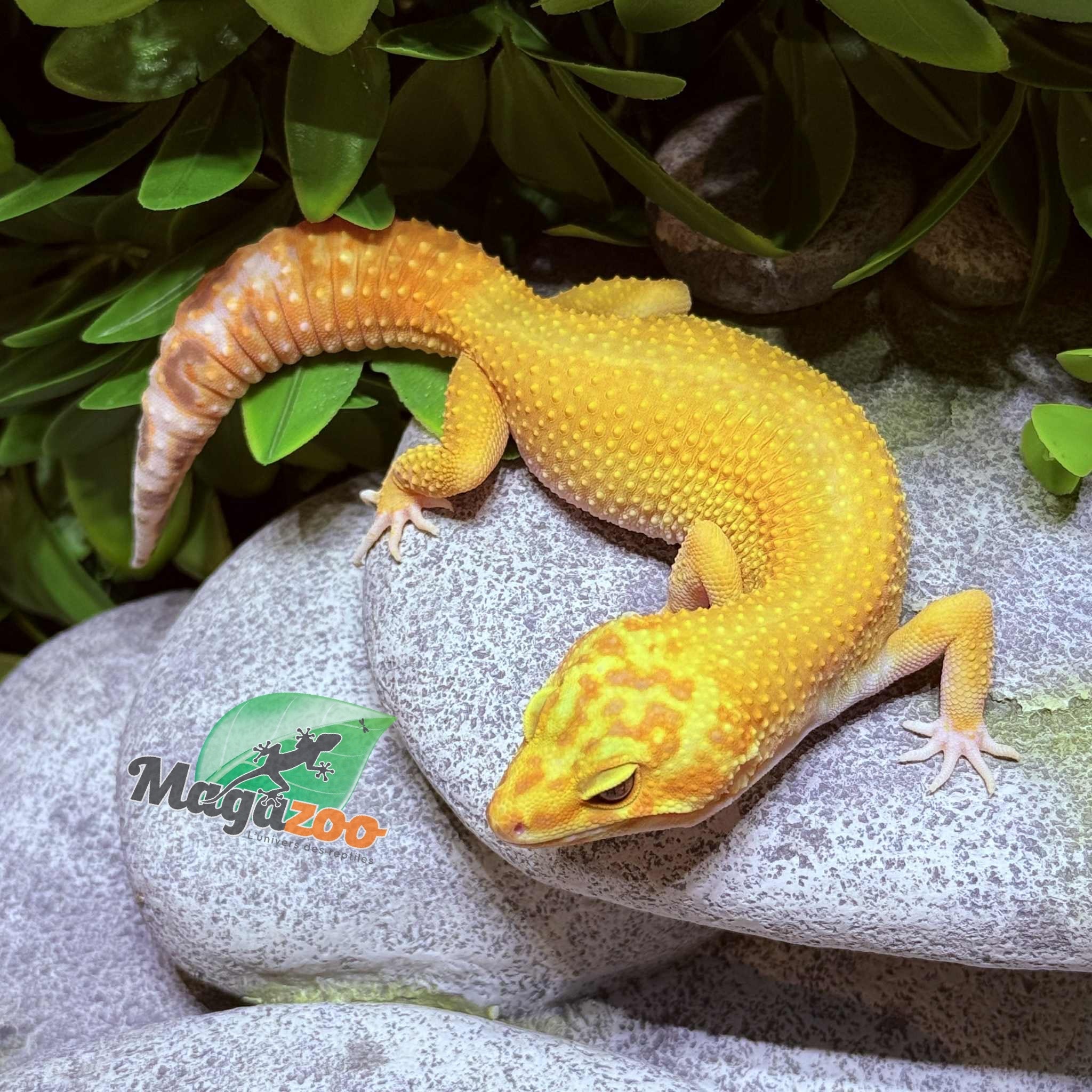Gecko léopard Albino patternless tremper orange (A.P.T.O.R. ) femelle ...