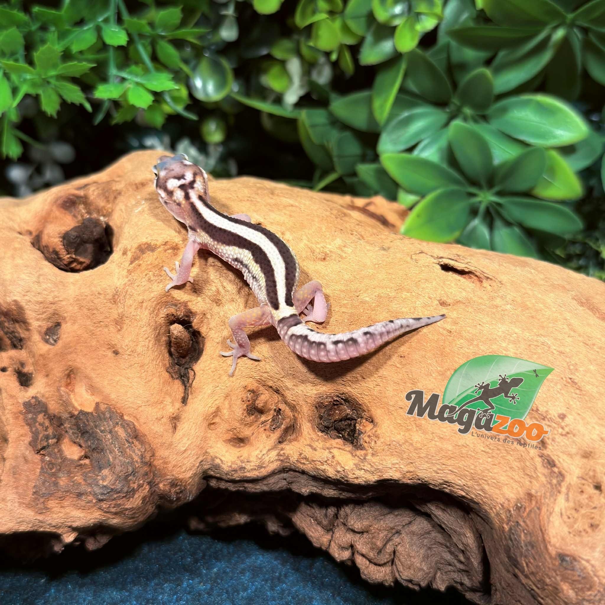 Macksnow Blacknight jungle Male Leopard gecko 02/13/26 - Magazoo, the ...
