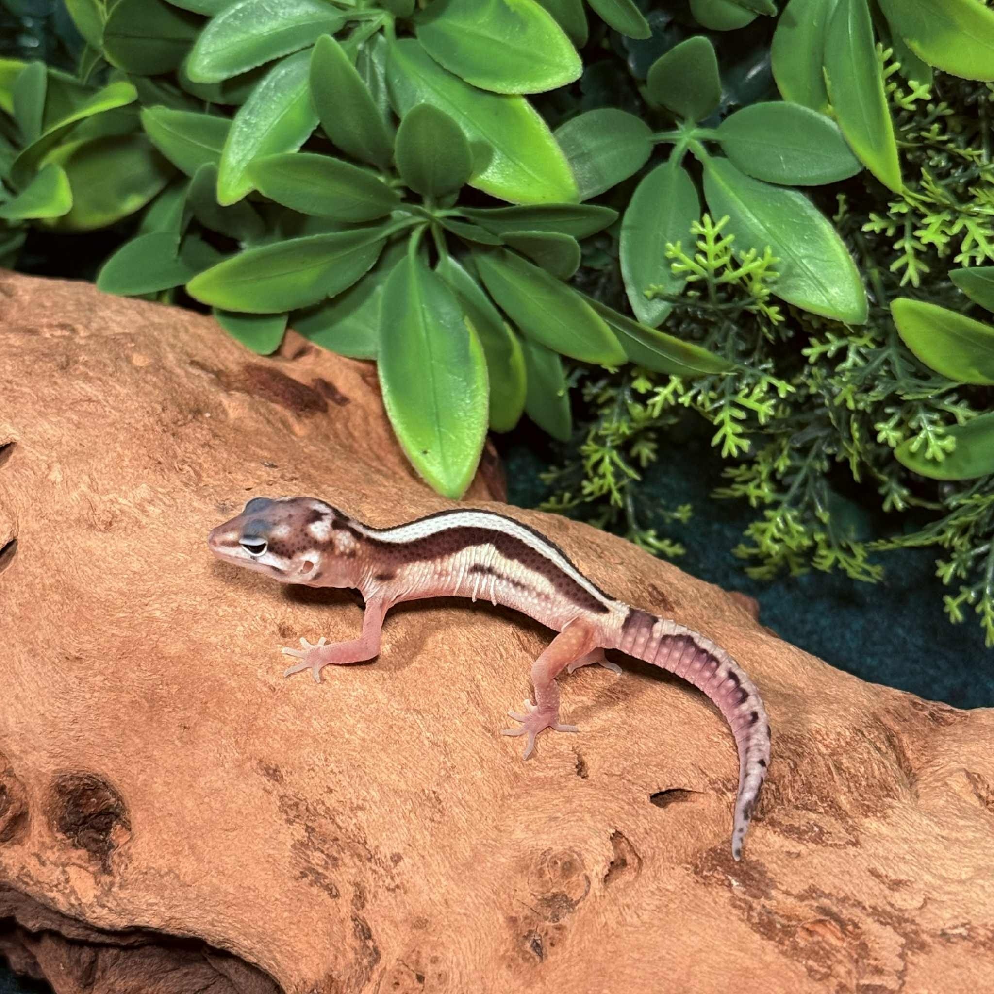 Macksnow Blacknight jungle Male Leopard gecko 02/13/26 - Magazoo, the ...