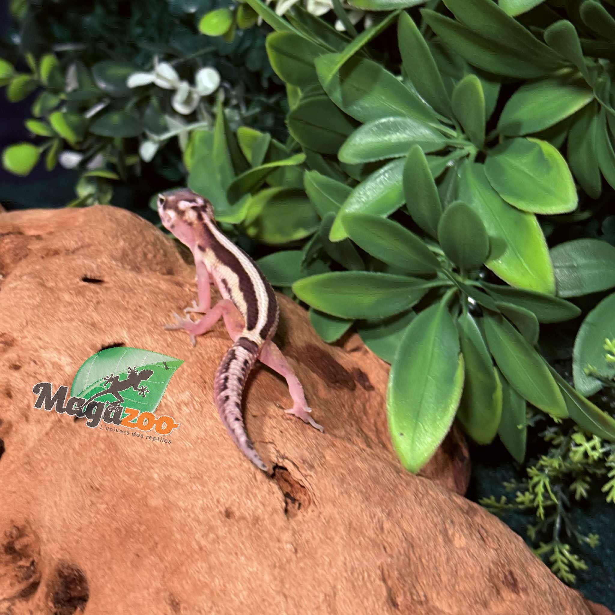 Macksnow Blacknight jungle Male Leopard gecko 02/13/26 - Magazoo, the ...