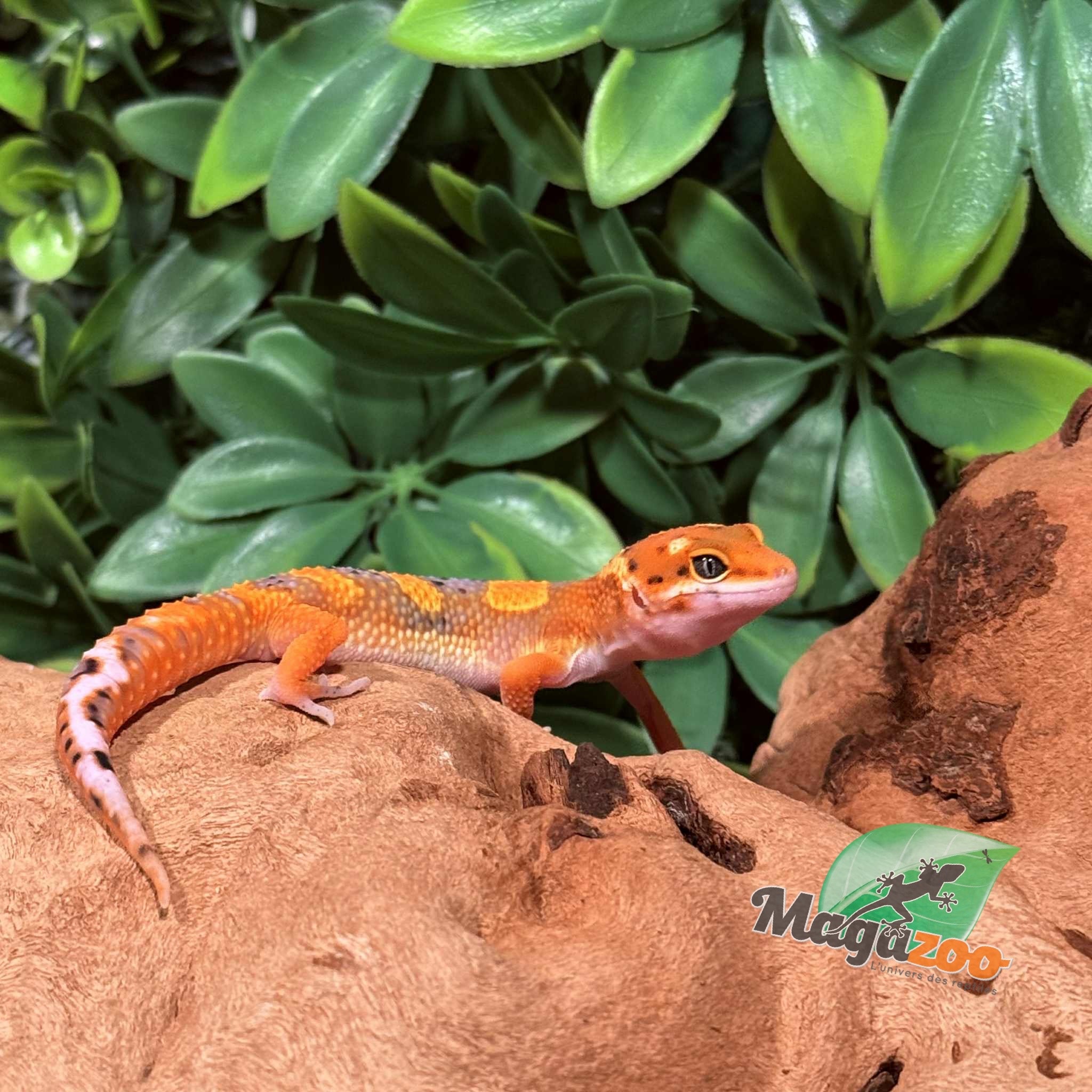 Bandit Emerine Male Leopard gecko 12/19/25 - Magazoo, the Universe of ...