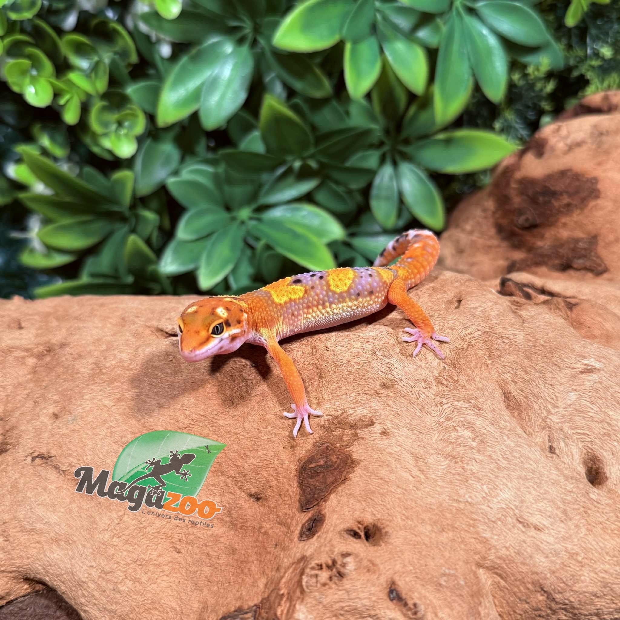 Bandit Emerine Male Leopard gecko 12/19/25 - Magazoo, the Universe of ...