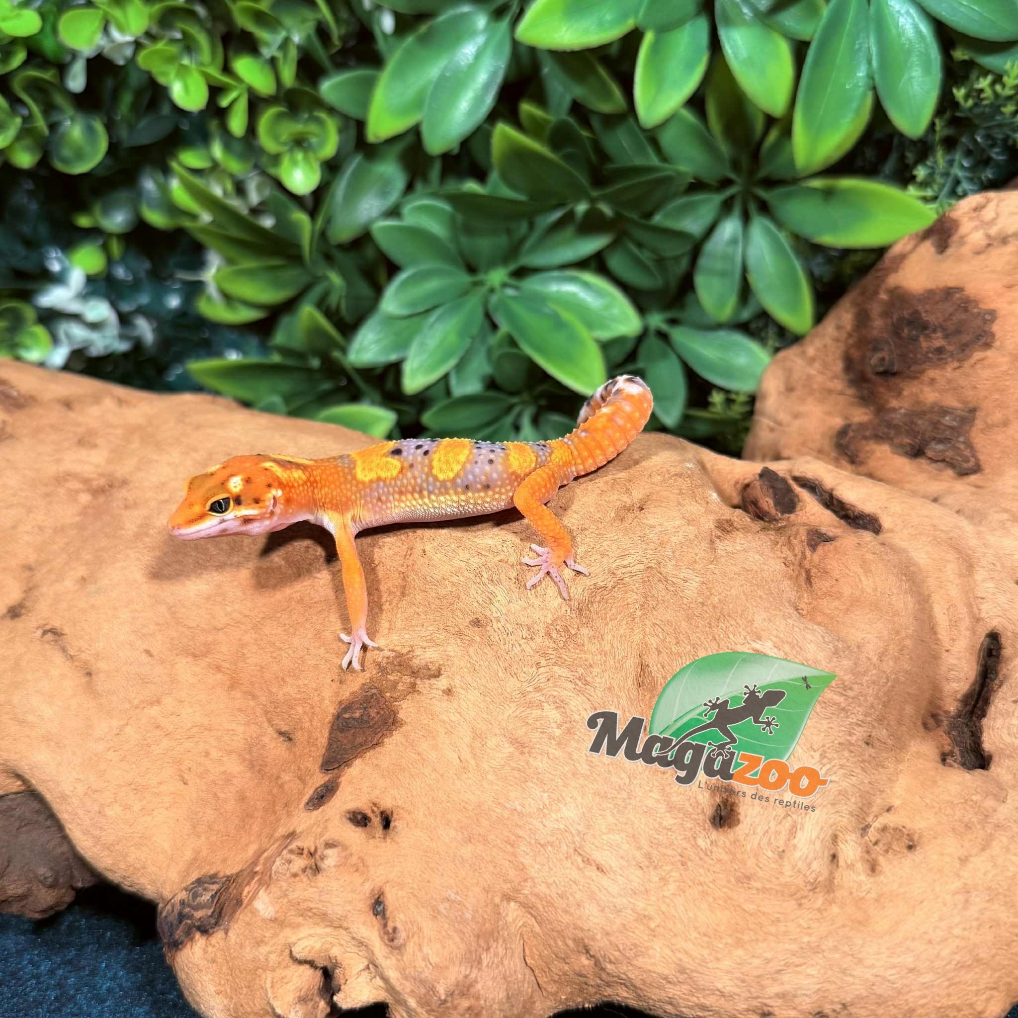Bandit Emerine Male Leopard gecko 12/19/25 - Magazoo, the Universe of ...