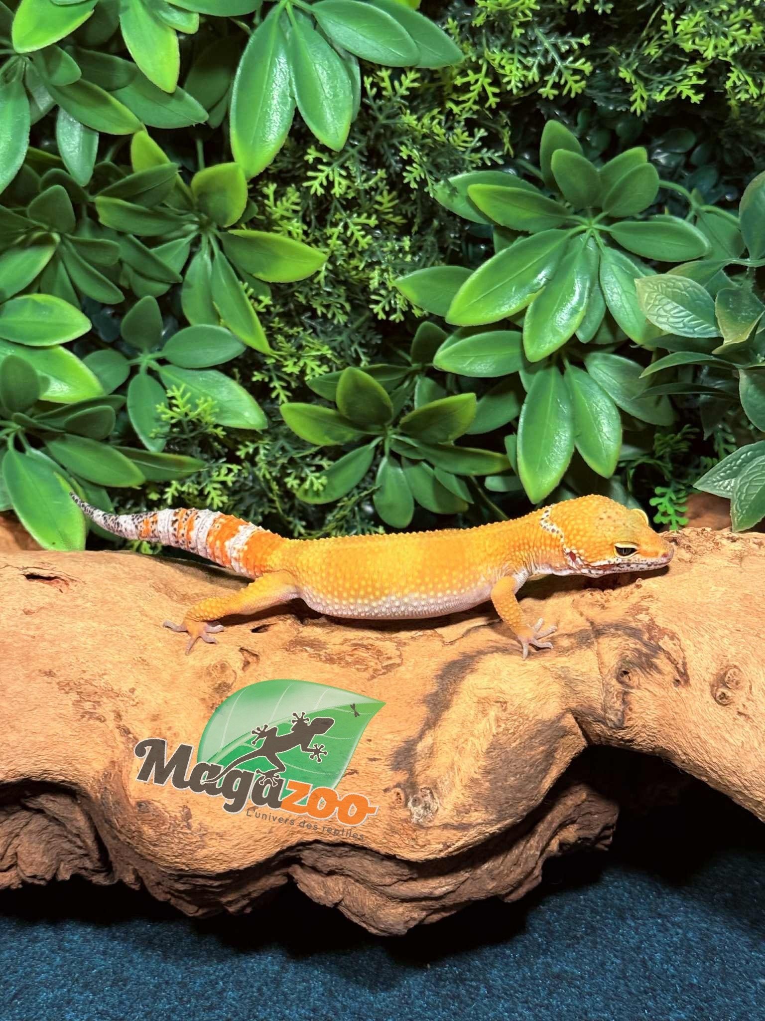 Tangerine Emerine Male Leopard gecko 09/20/25 - Magazoo, the Universe ...