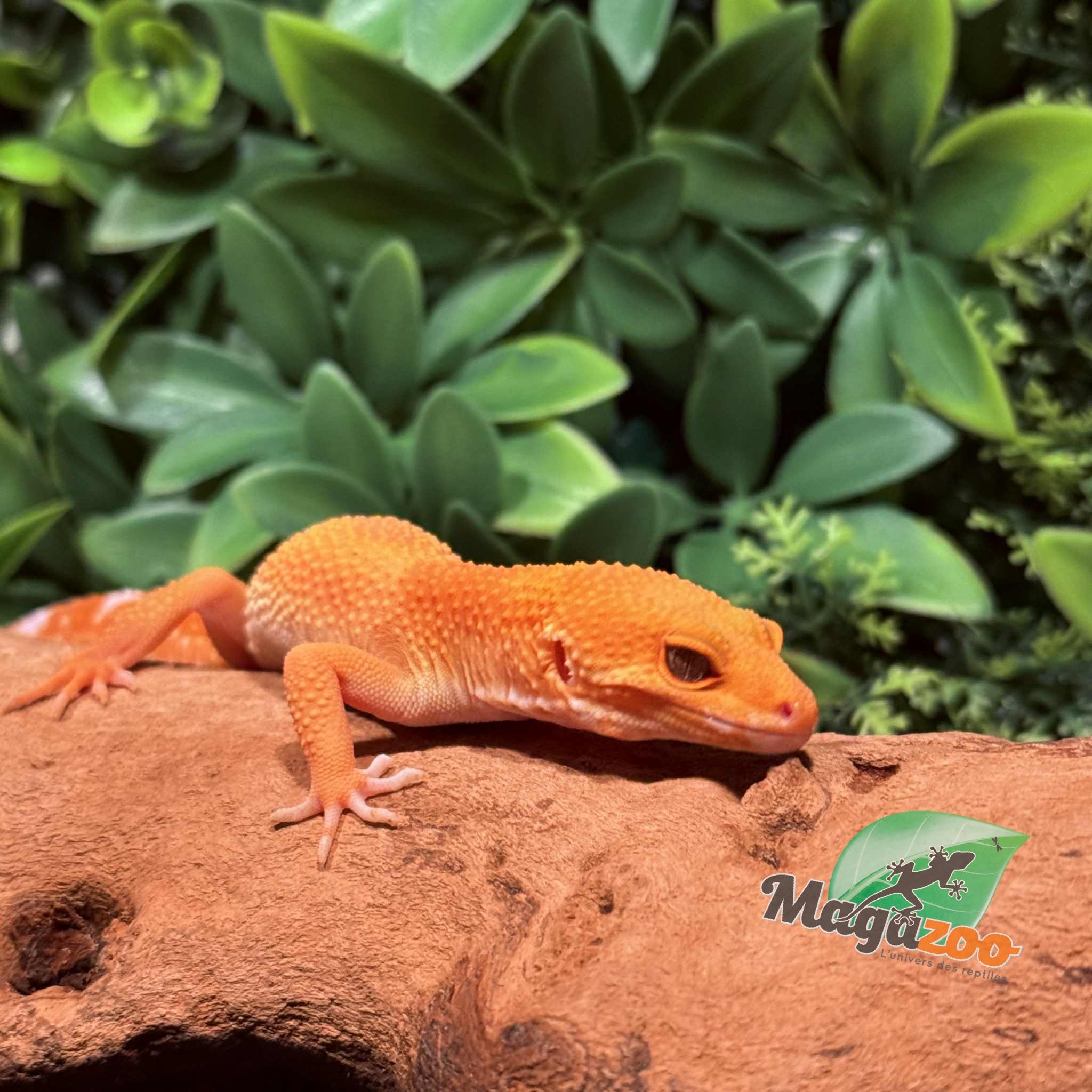 Tangerine Hypo Carrot tail Baldy female Leopard gecko 08/06/25 ...