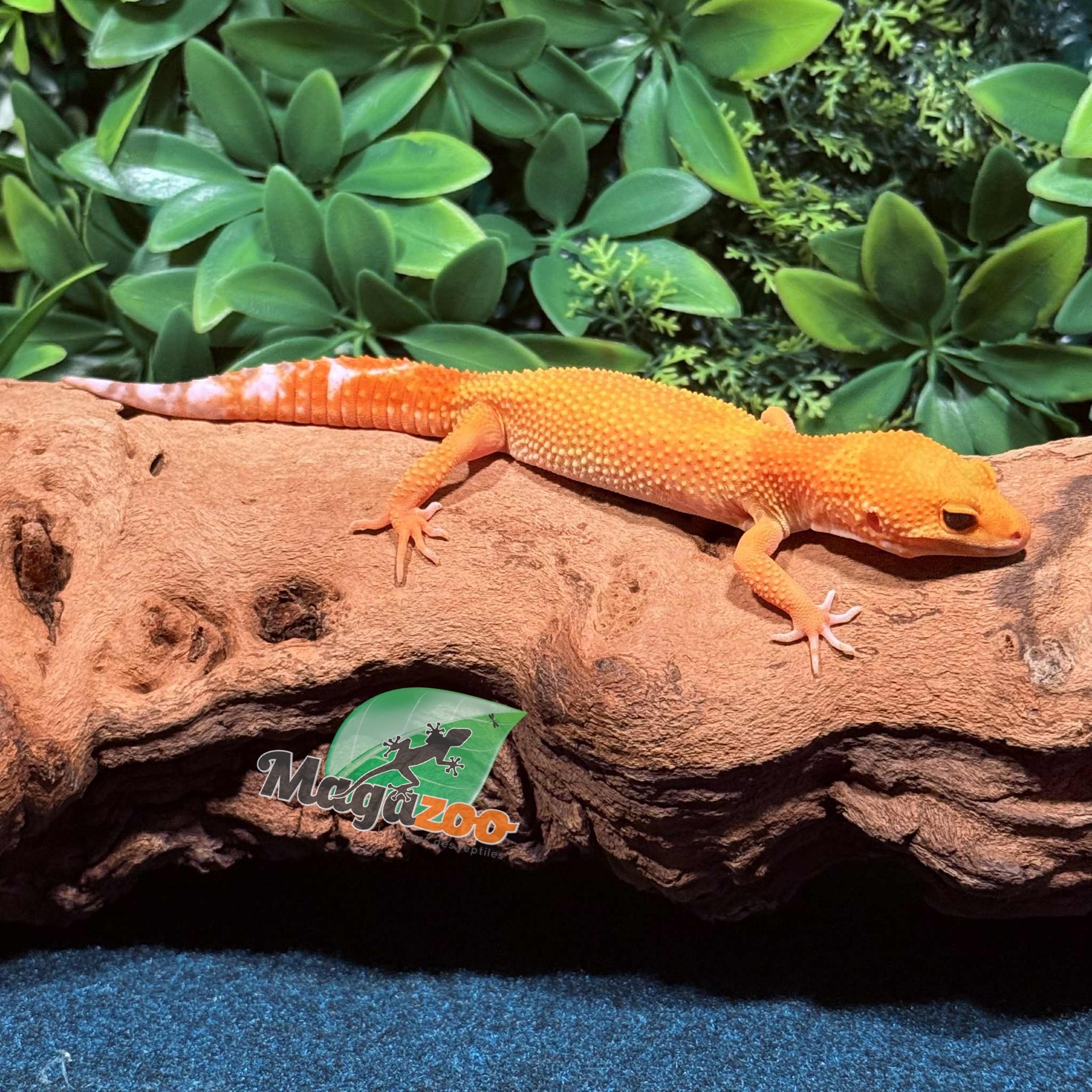 Tangerine Hypo Carrot tail Baldy female Leopard gecko 08/06/25 ...