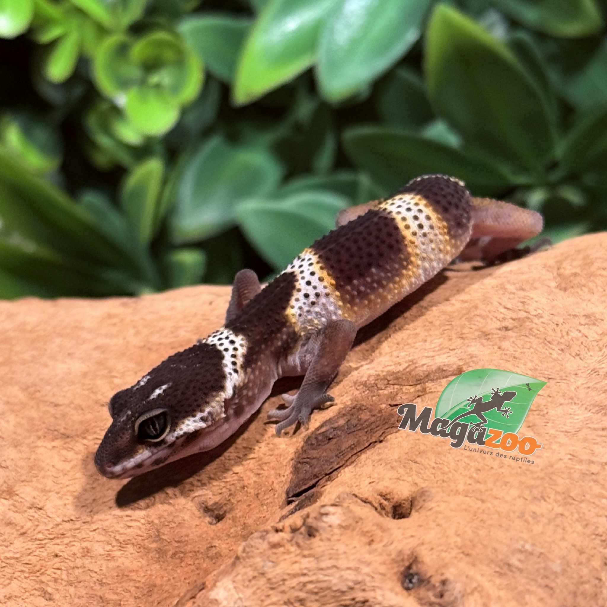 Macksnow Blacknight female Leopard gecko 12/24/25 - Magazoo, the ...