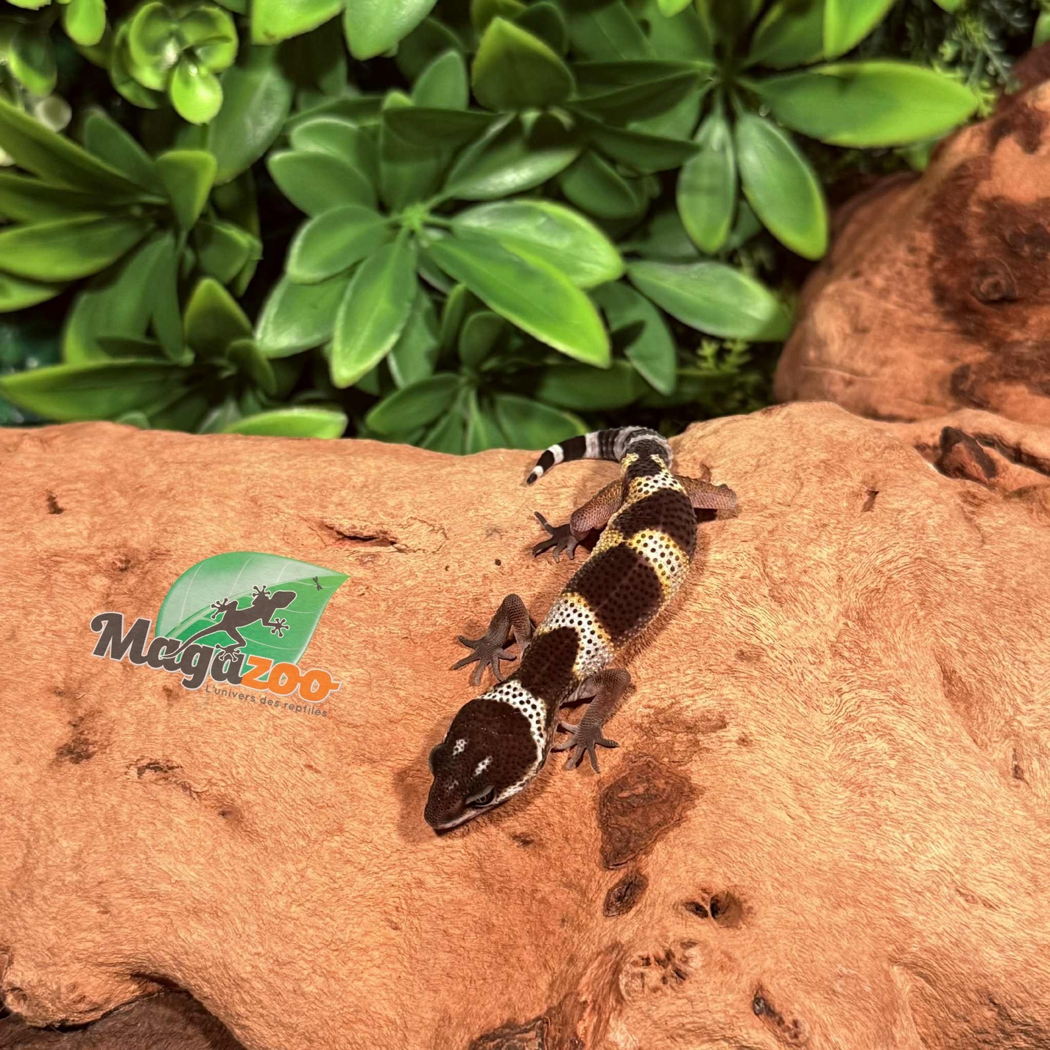 Macksnow Blacknight female Leopard gecko 12/24/25 - Magazoo, the ...