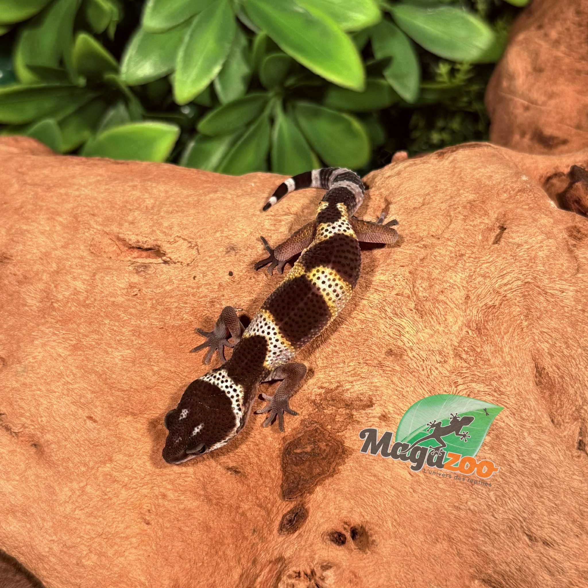 Macksnow Blacknight female Leopard gecko 12/24/25 - Magazoo, the ...
