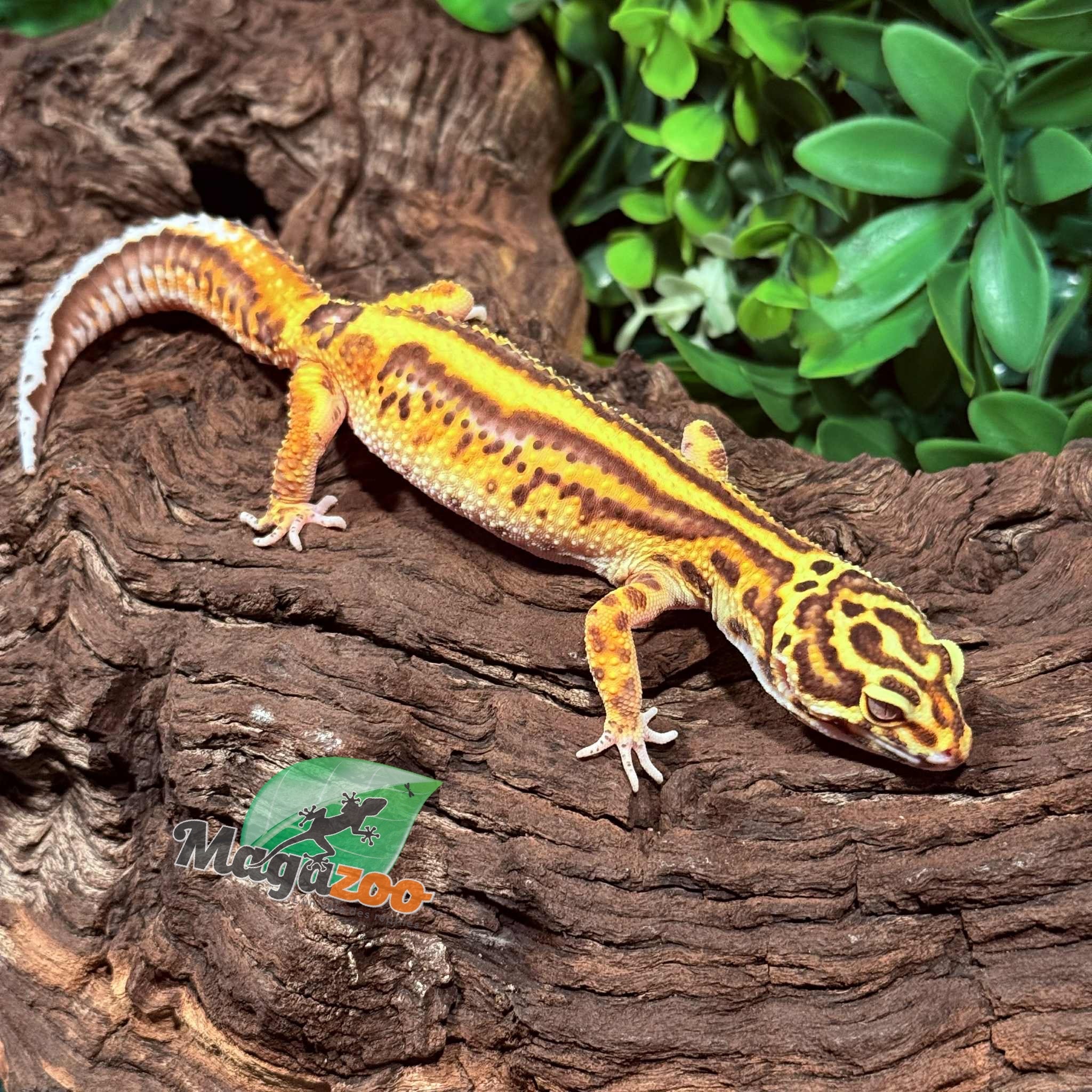 Bell Red Stripe female Leopard gecko 07/07/25 - Magazoo, the Universe ...