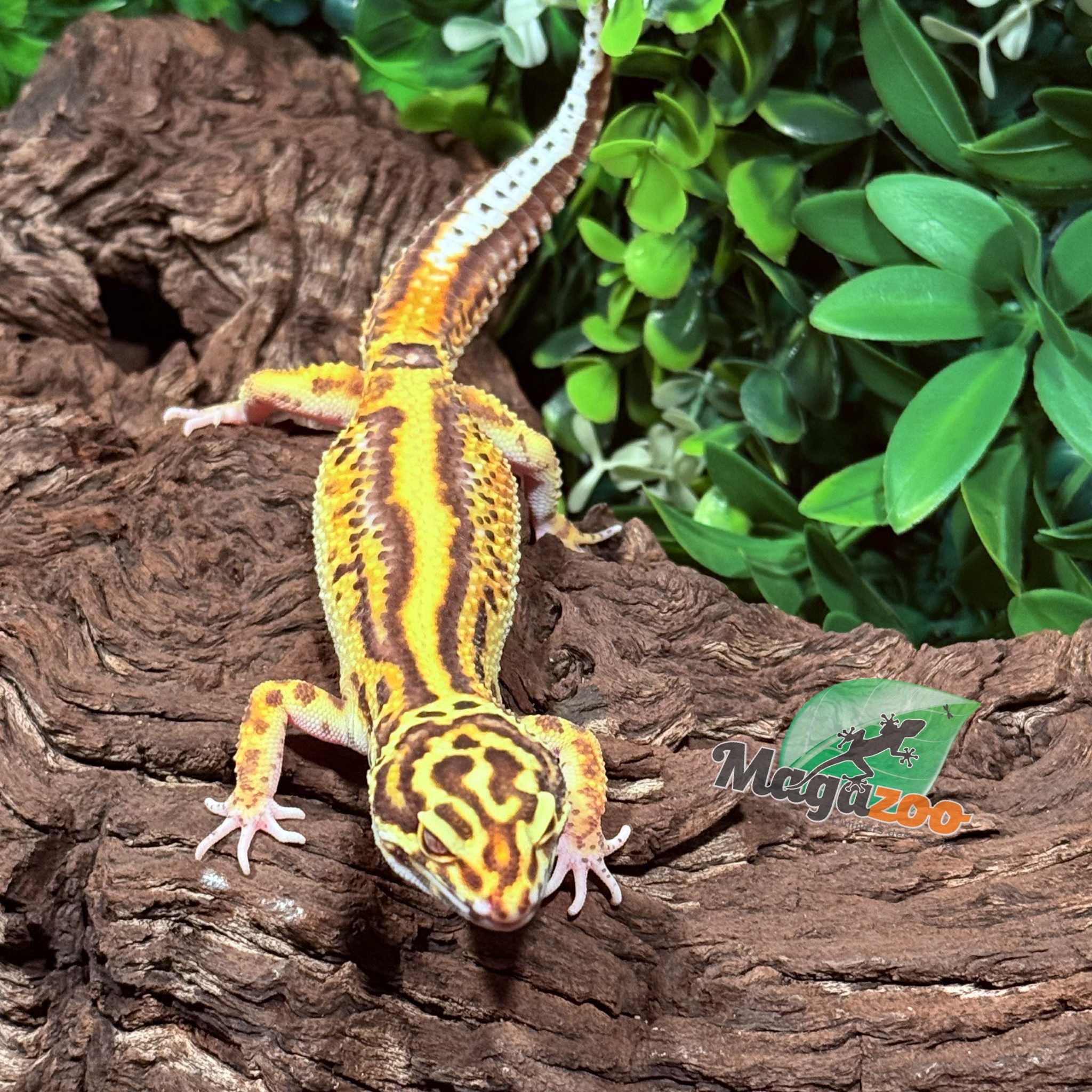 Bell Red Stripe female Leopard gecko 07/07/25 - Magazoo, the Universe ...