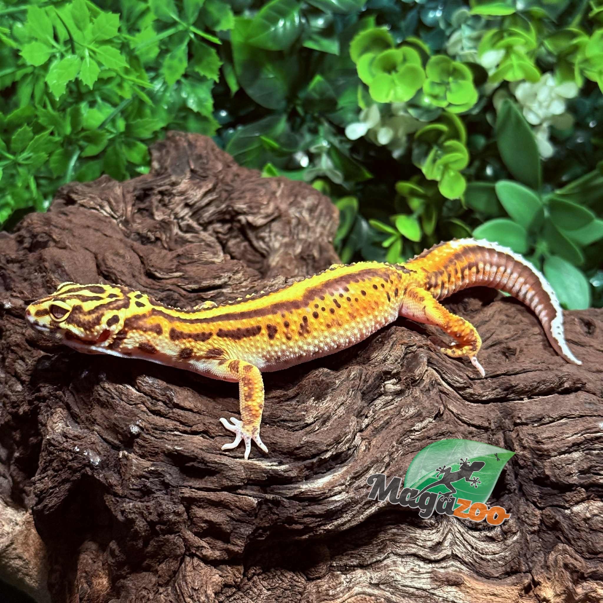 Bell Red Stripe female Leopard gecko 07/07/25 - Magazoo, the Universe ...