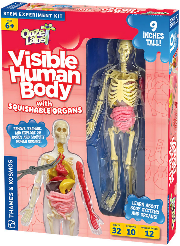 VISIBLE HUMAN BODY - THE TOY STORE