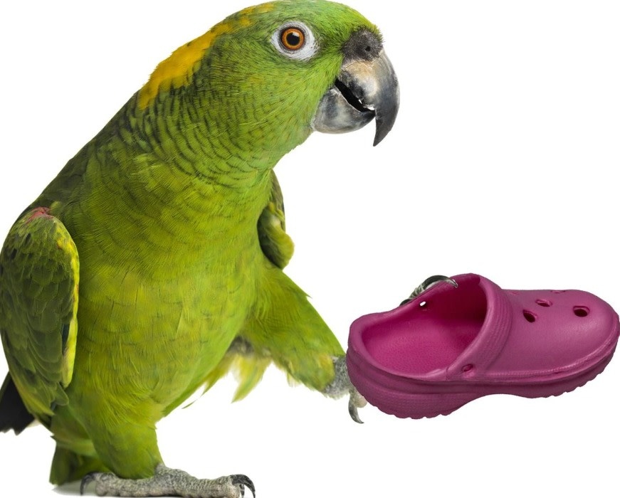 Crocs Assorted Colors Each - Jungle Junction