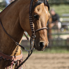 Corral Western Wear - Corral Western Wear