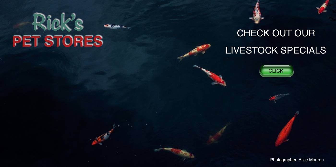 Rick's Pet Stores - Rick's Pet Stores Inc.