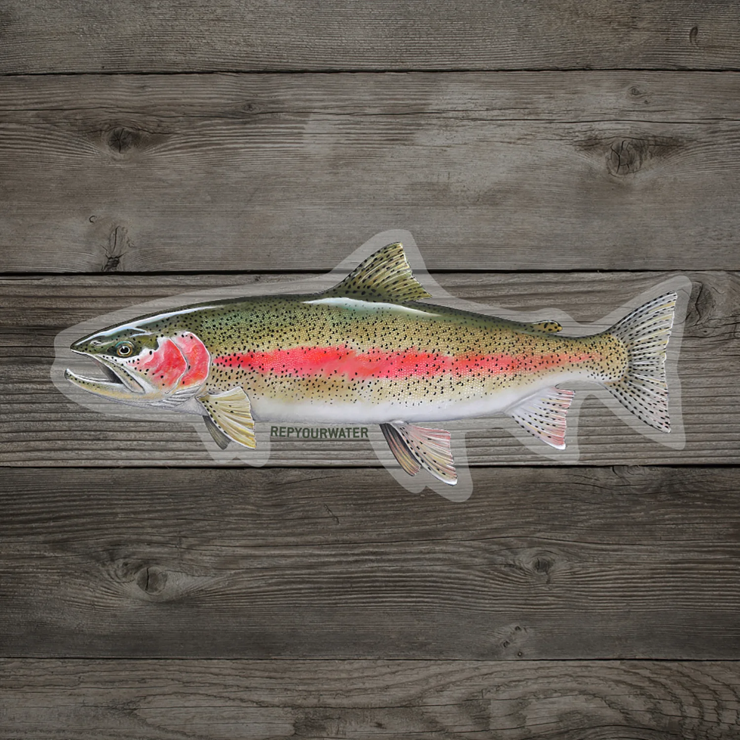 COLD WATER RAINBOW STICKER - Ugly Bug Fly Shop