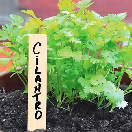 Bamboo Plant Labels 6 Inch Pack of 24 - RASA Garden Supply Company